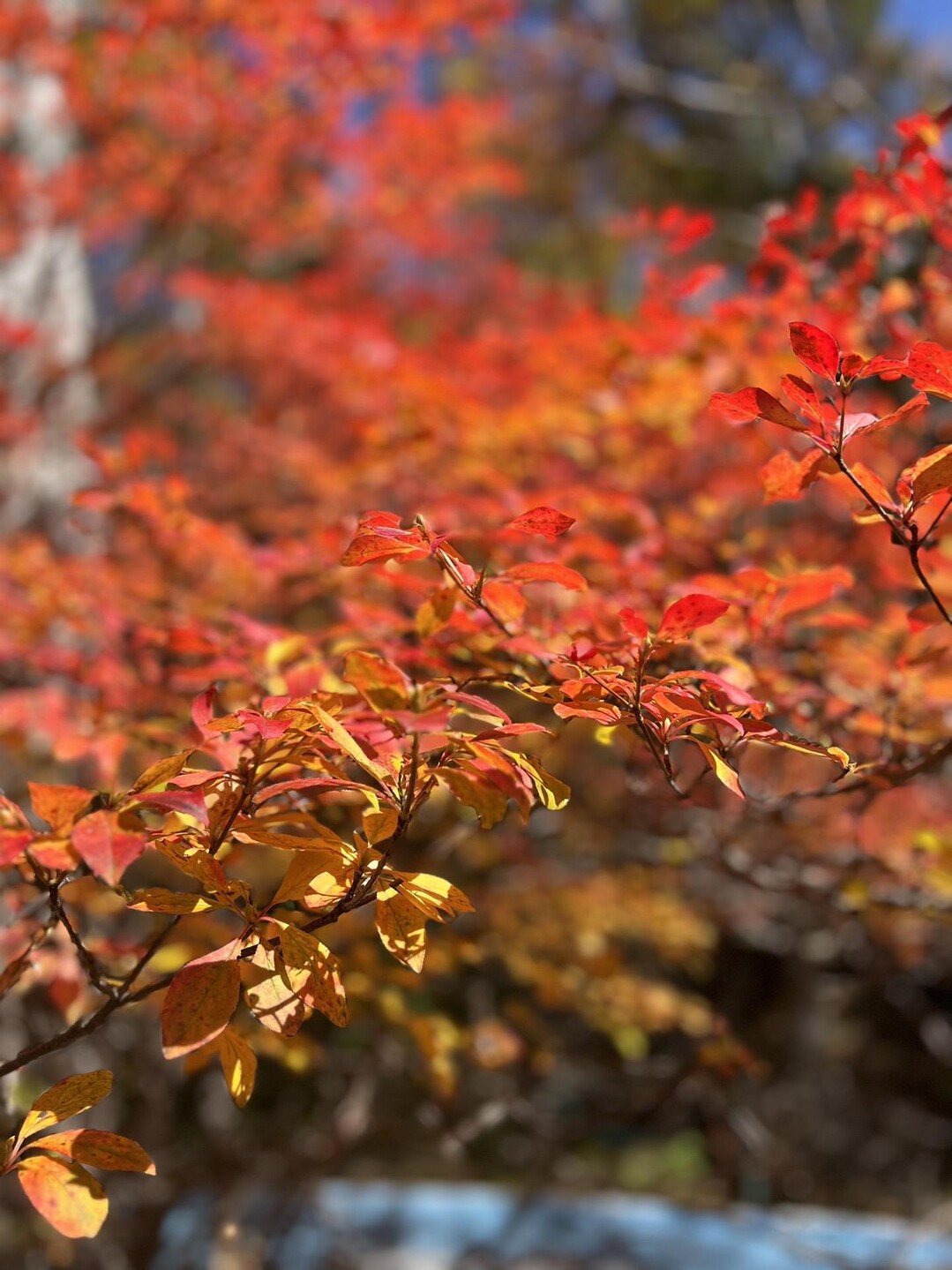 登らない白駒池紅葉ハイク🍁 / Mr.Pさんの蓼科山・横岳・縞枯山の活動データ | YAMAP / ヤマップ