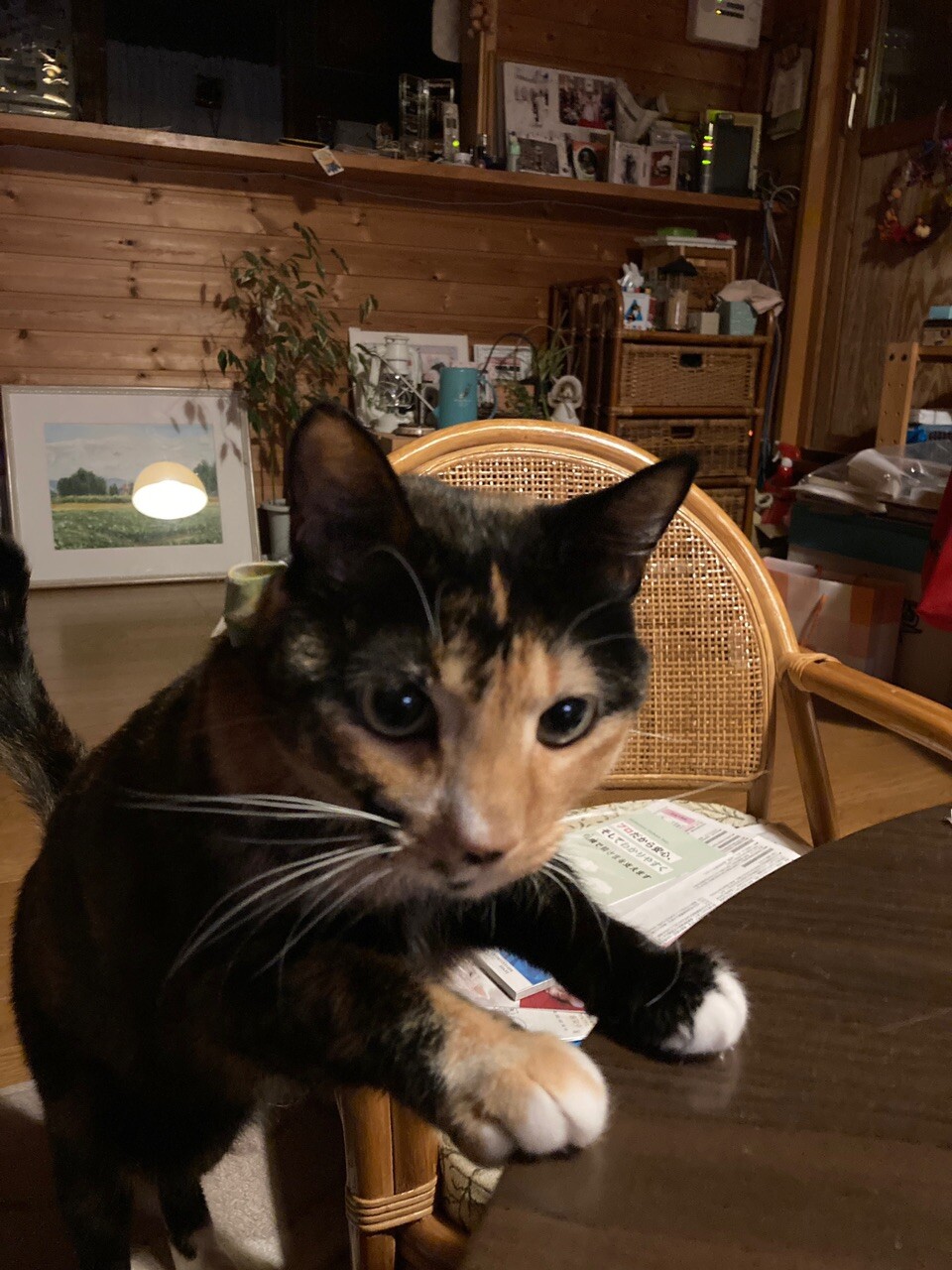 ogamiのページ | YAMAP / ヤマップ