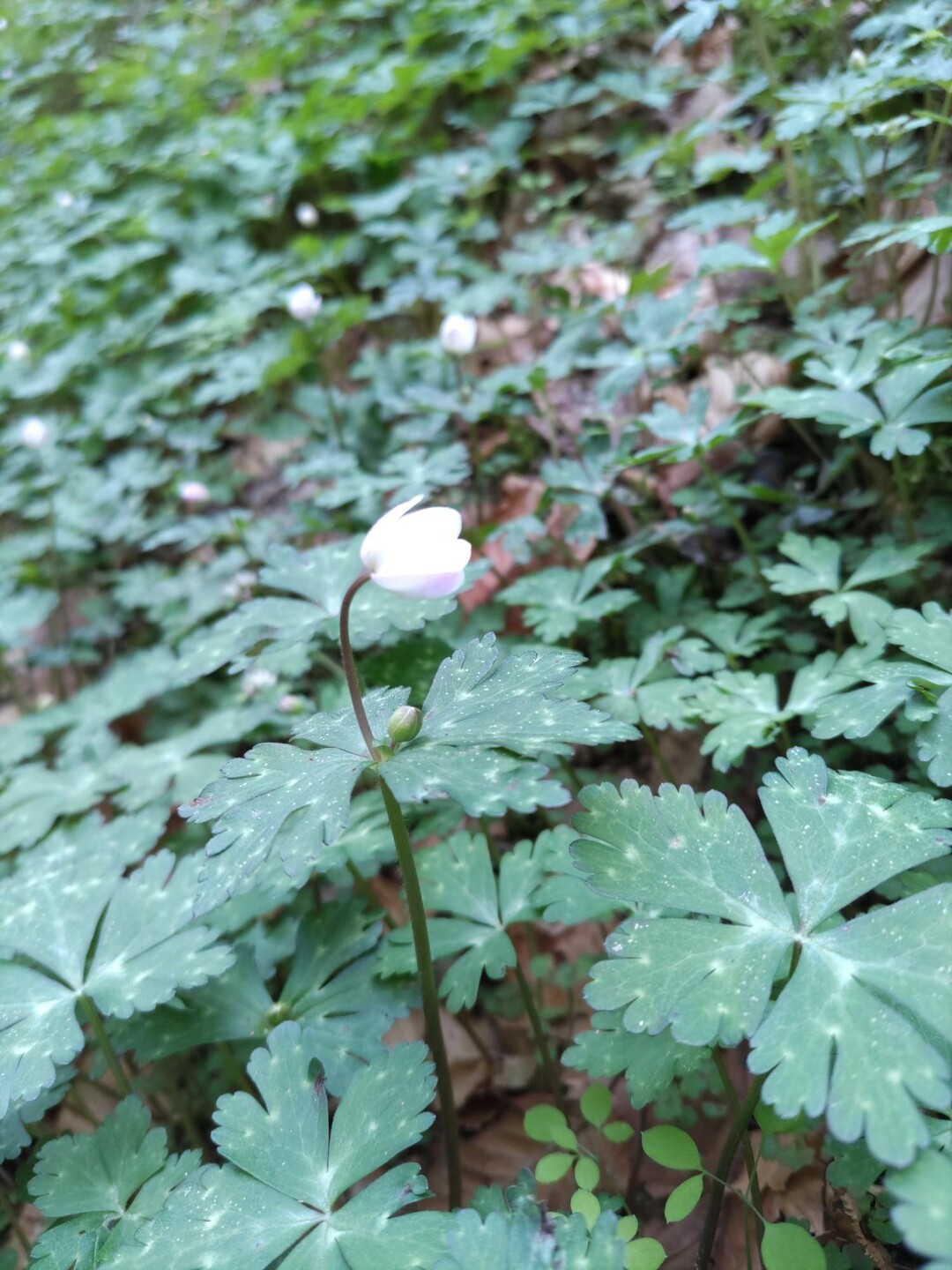 コンカツ 金剛山・大和葛城山 / T64さんの金剛山・二上山・大和葛城山の活動データ | YAMAP / ヤマップ