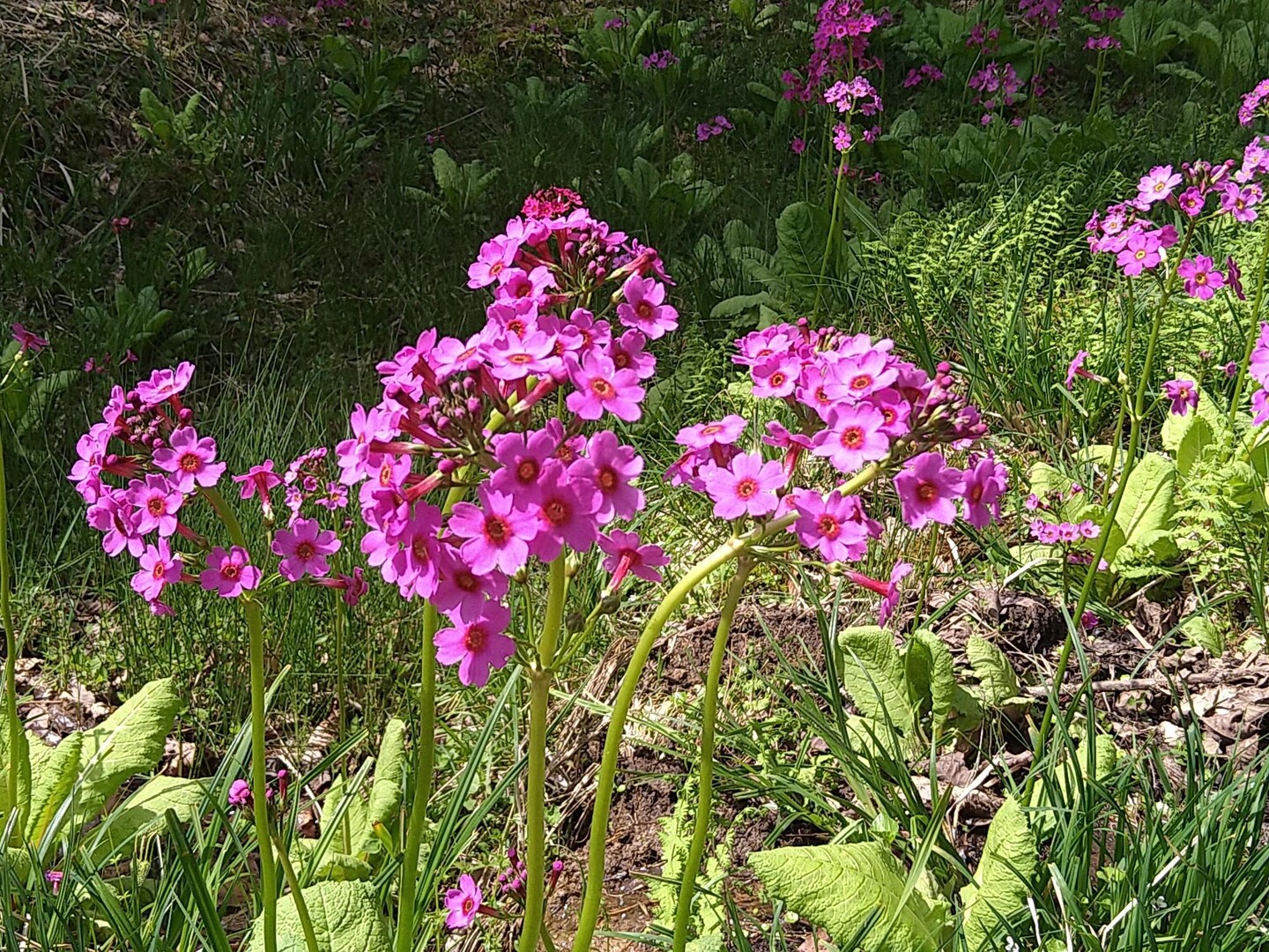 おかわりはクリンソウ♪ / yakkoさんのハイキングの活動データ | YAMAP / ヤマップ