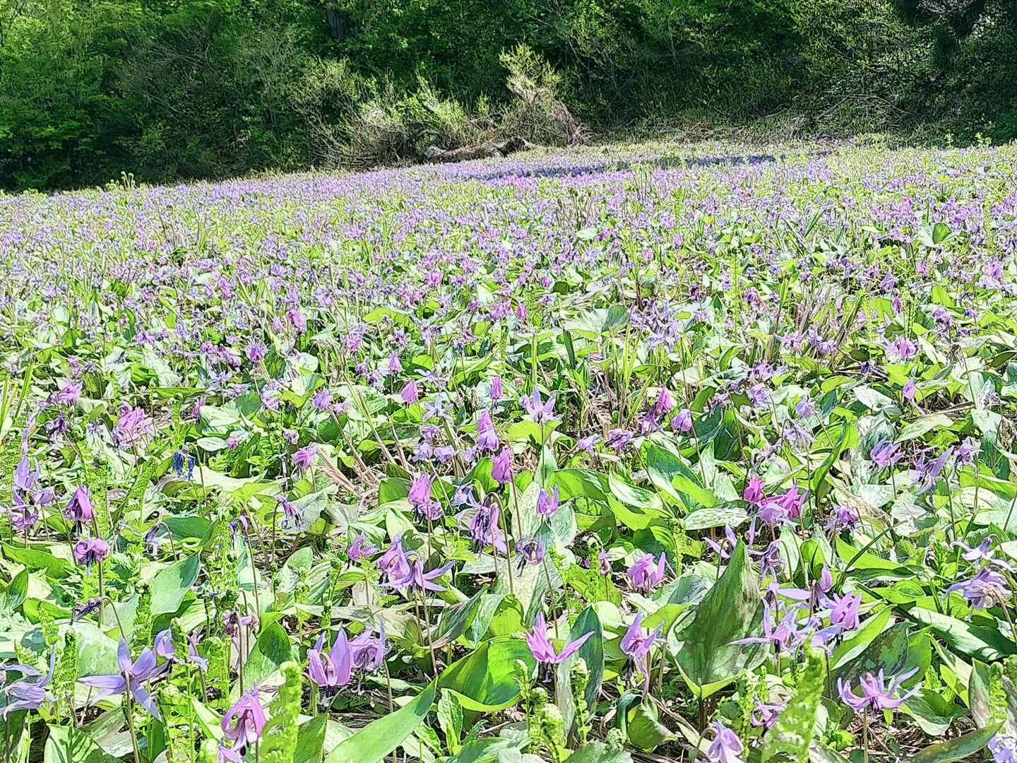 坂戸山(新潟プチ遠征1日目AM) / ともさんの坂戸山の活動データ | YAMAP / ヤマップ