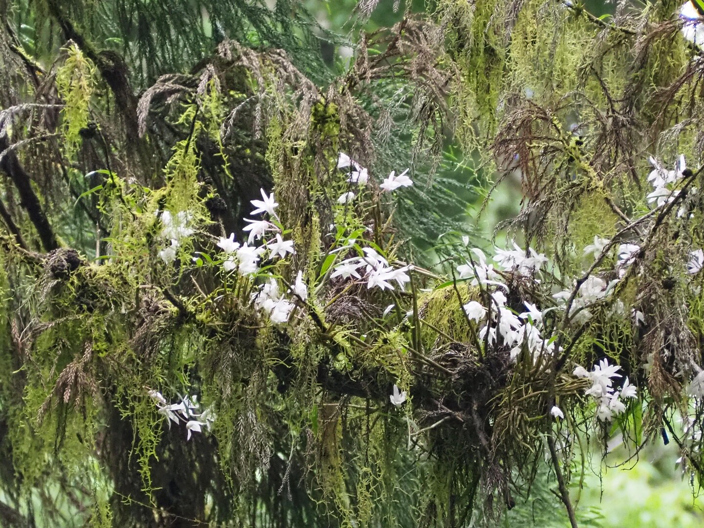 高尾山・神変山 / emuさんの高尾山・陣馬山・景信山の活動データ | YAMAP / ヤマップ