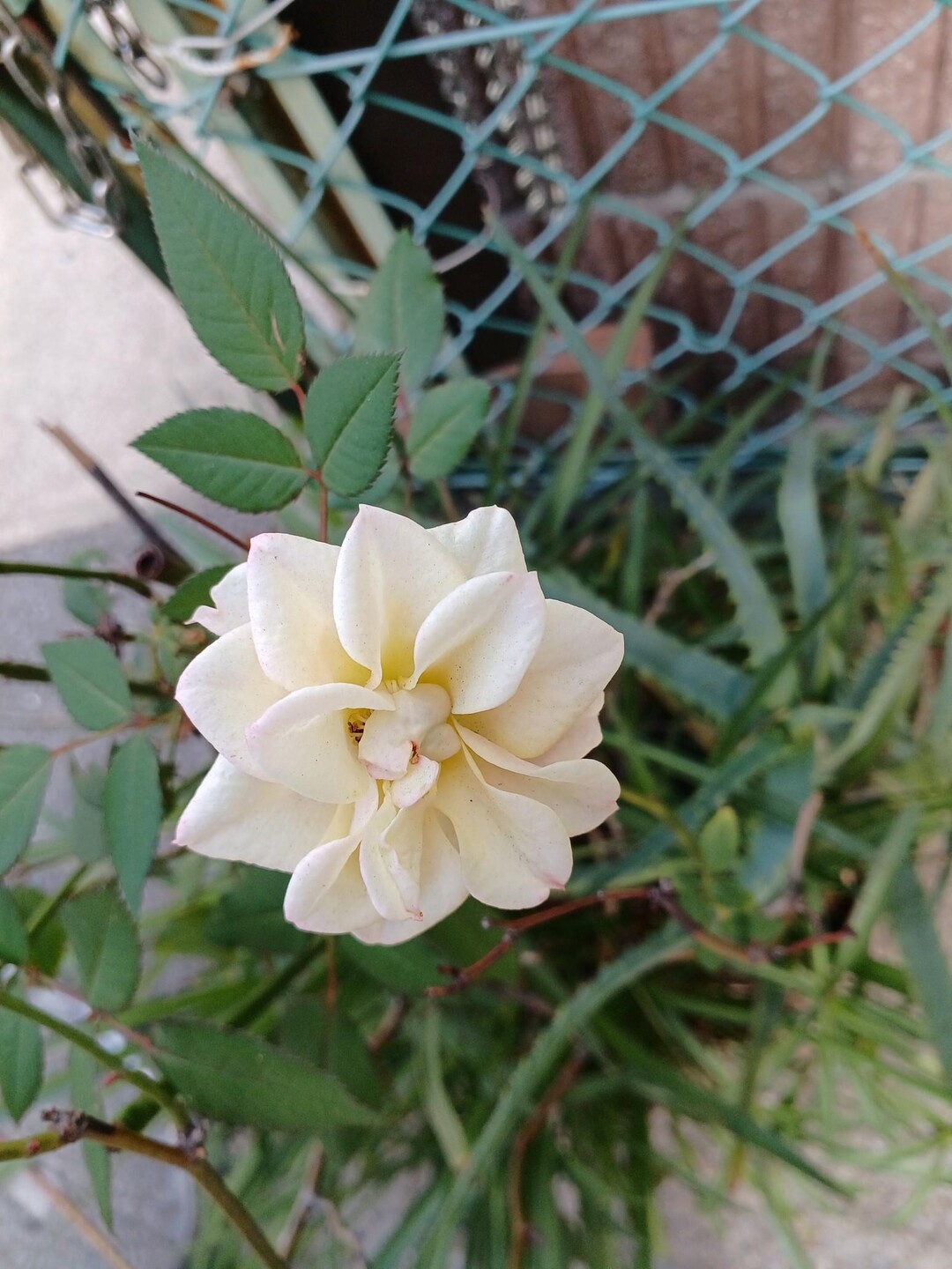 ミニバラ🌹 花言葉は、「無意識の美」「... / hiroさんのモーメント | YAMAP / ヤマップ