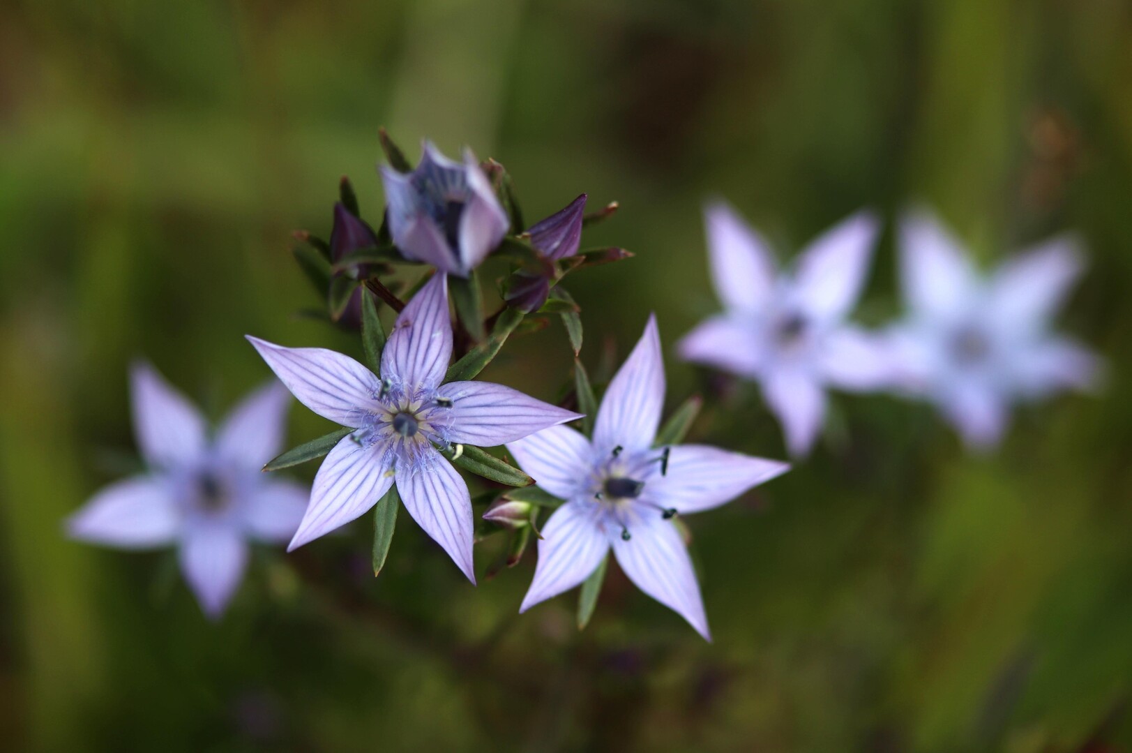 龍護峰・おはち山 - センブリ＆ウメバチソウ♬ / R1さんの秋吉台の活動データ | YAMAP / ヤマップ
