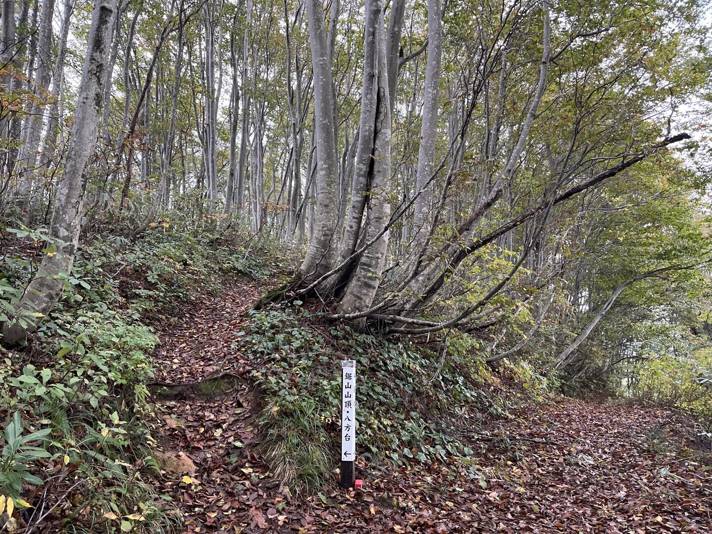 雨上がり静かな鋸山へ （2024-10-... / tamu.kさんのモーメント | YAMAP / ヤマップ
