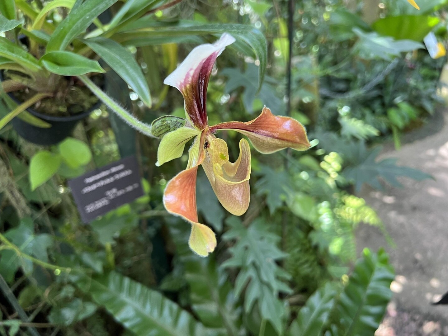 牧野植物園：13年振りの友達と💕 / mipiさんの工石山の活動データ | YAMAP / ヤマップ