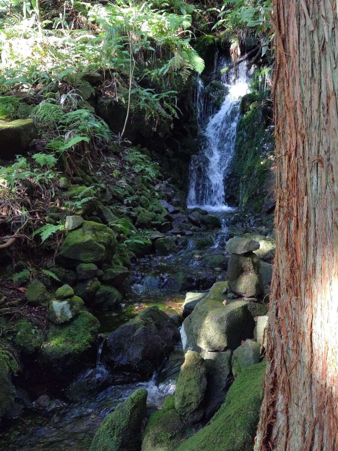 胴腹滝(山形県遊佐町) / クマガイさんのモーメント | YAMAP / ヤマップ