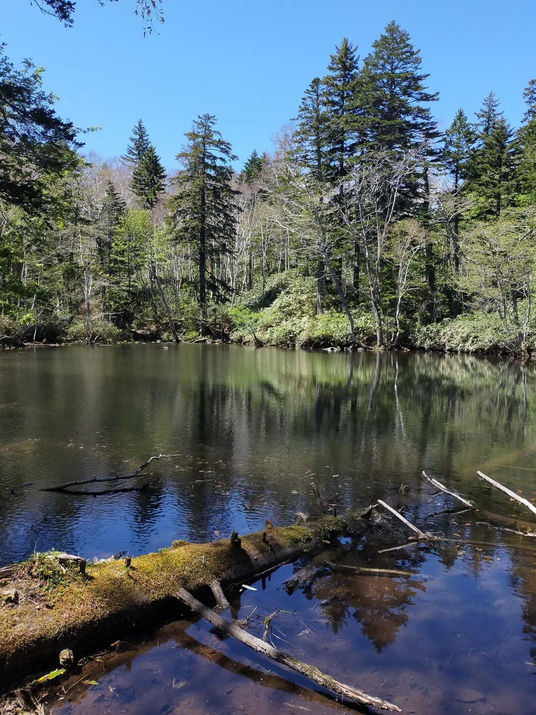 ぬまって、🔰空沼岳 / luckyさんの札幌岳・空沼岳の活動データ | YAMAP / ヤマップ