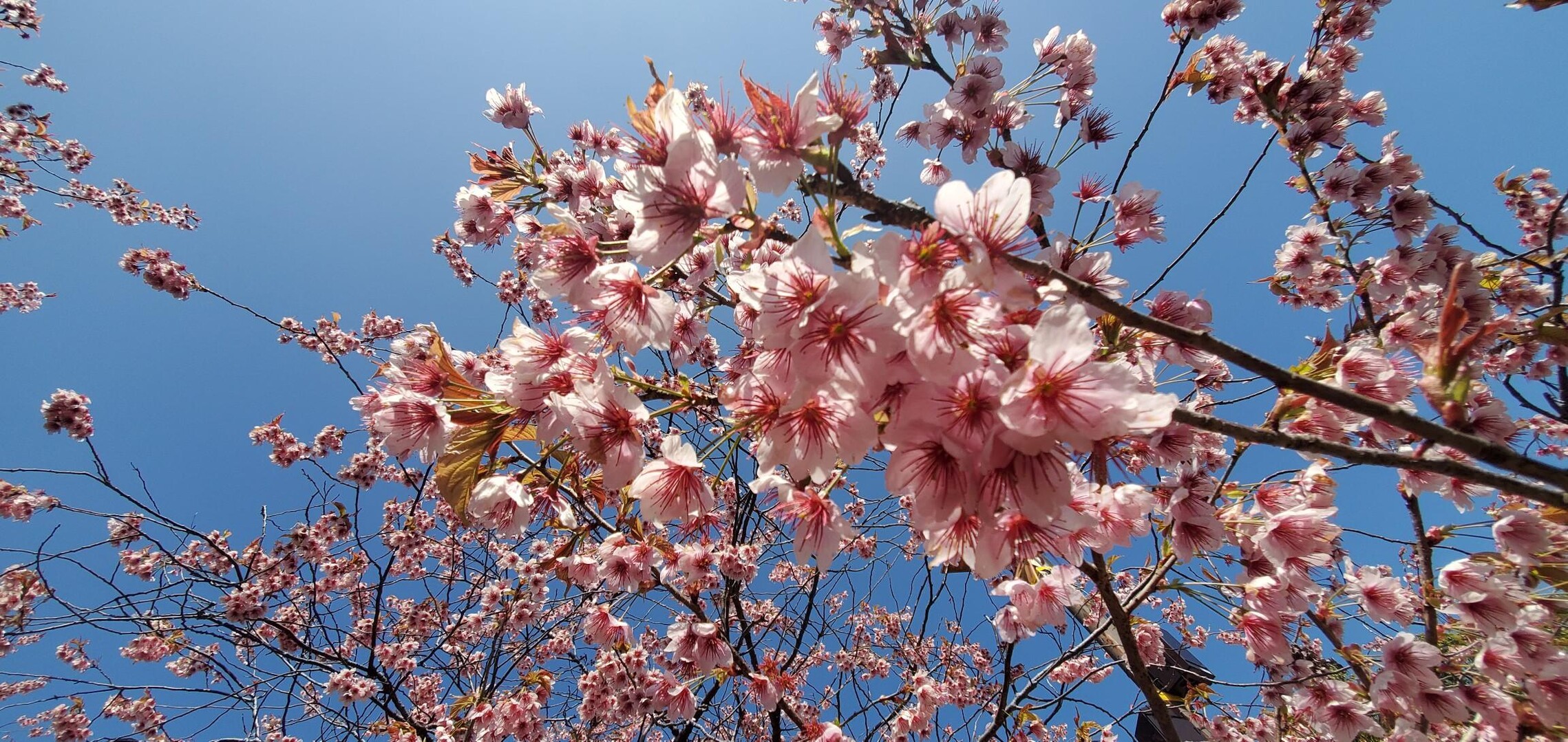 ハツミヨザクラはもう終盤かな?葉が出てき... / damens さんのモーメント | YAMAP / ヤマップ