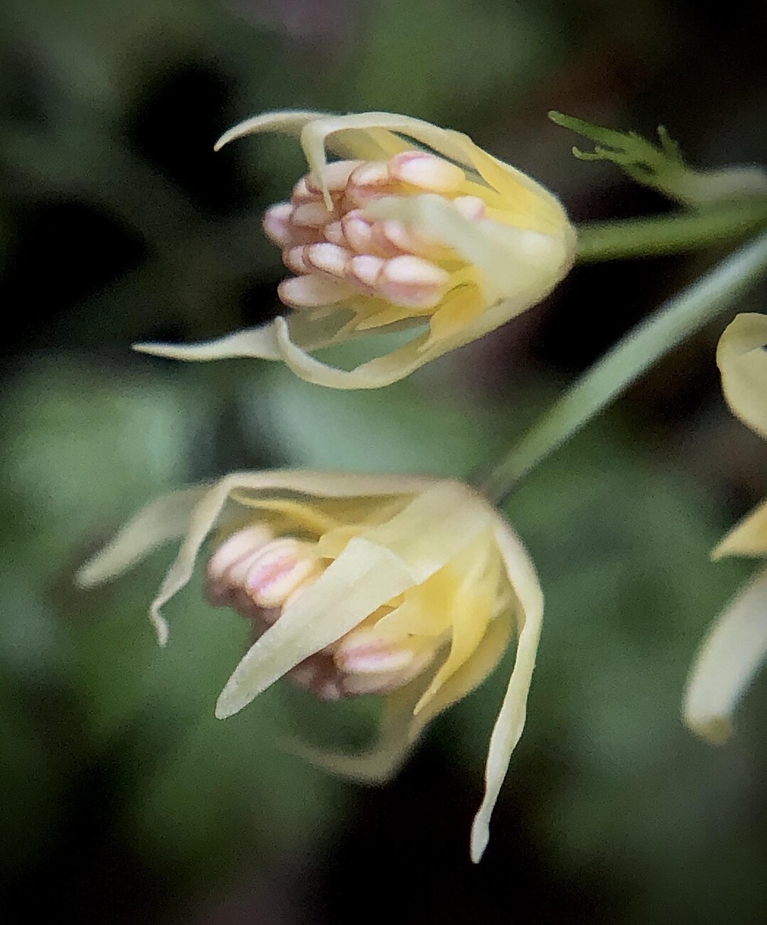 今が旬のコセリバオウレン 色んな表情を ... / zaucatsさんのモーメント | YAMAP / ヤマップ