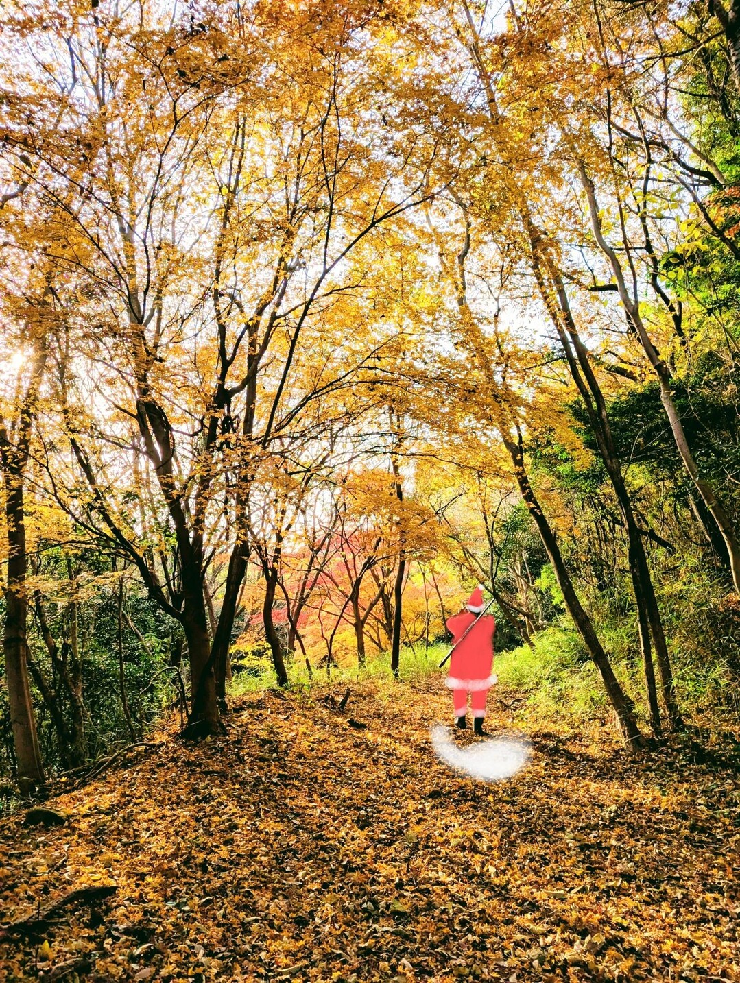 妙音山 / H.Lily(花ちゃん)さんの由布市の活動データ | YAMAP / ヤマップ