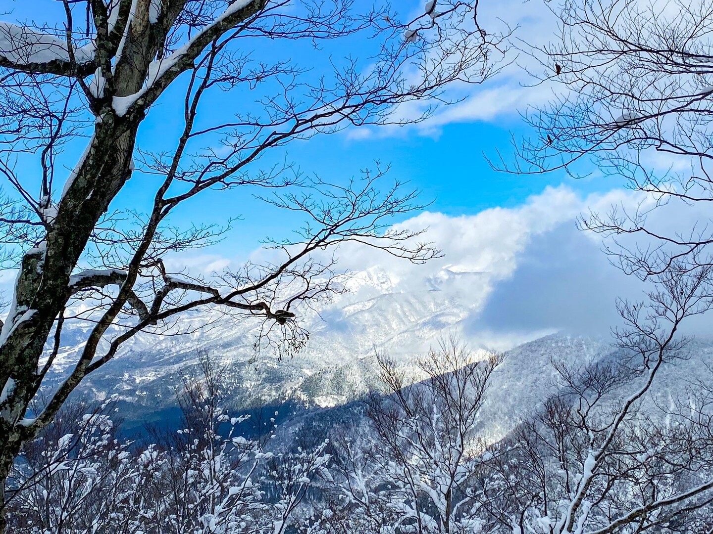 PM〜しゃくなげ平まで / かよさんの荒島岳の活動データ | YAMAP / ヤマップ