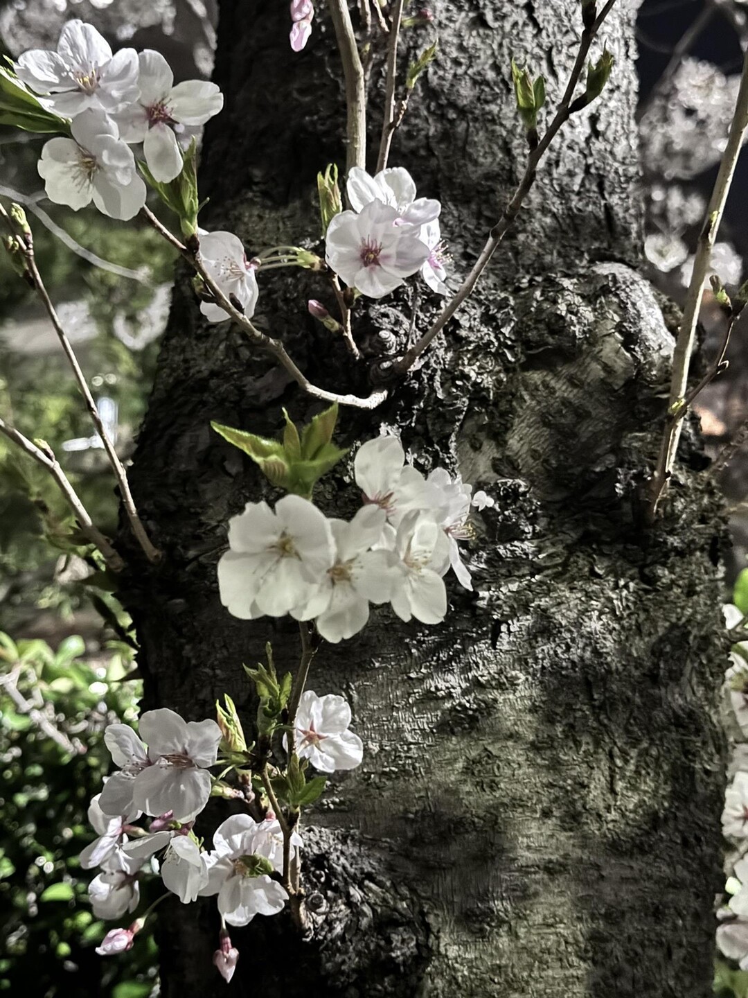 夜桜 いつものランコース 大阪城から家... / mk_013さんのモーメント | YAMAP / ヤマップ