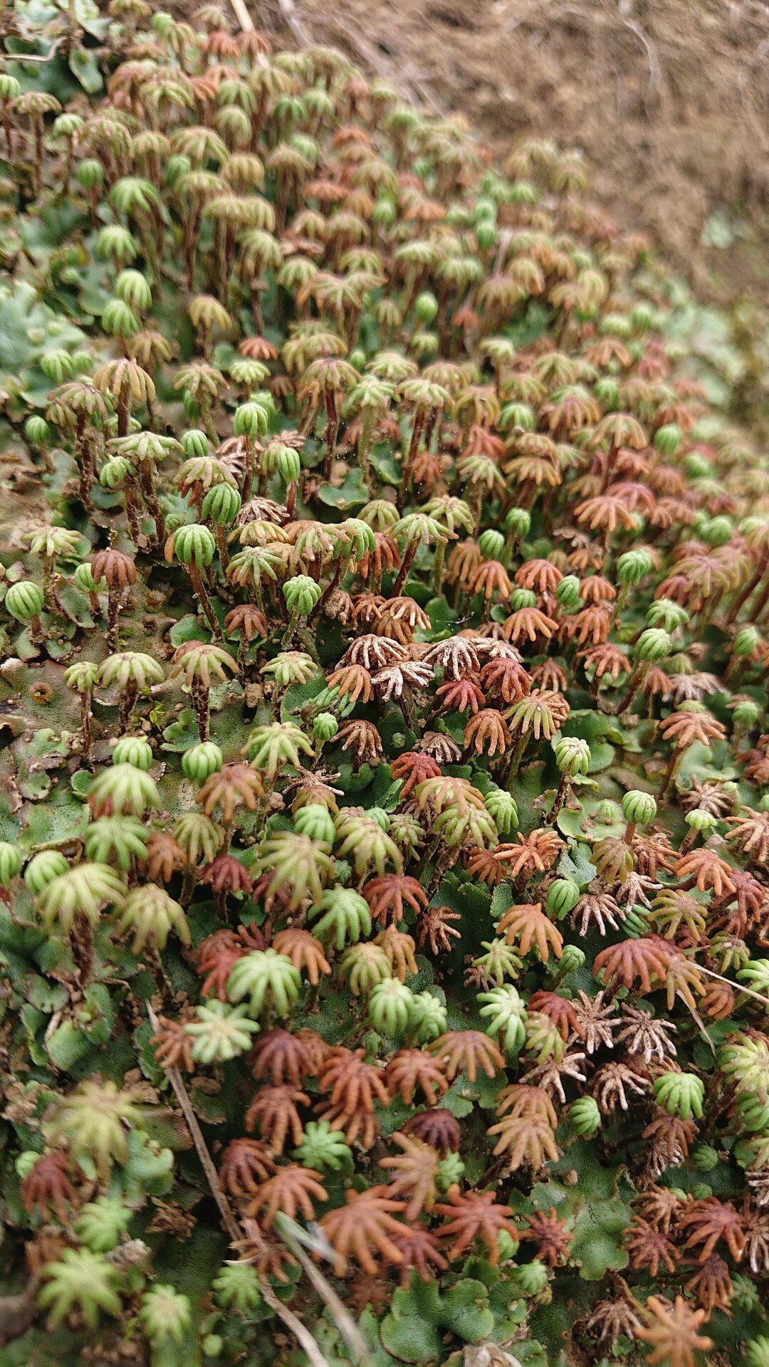 ゼニゴケの森 / totoさんのモーメント | YAMAP / ヤマップ