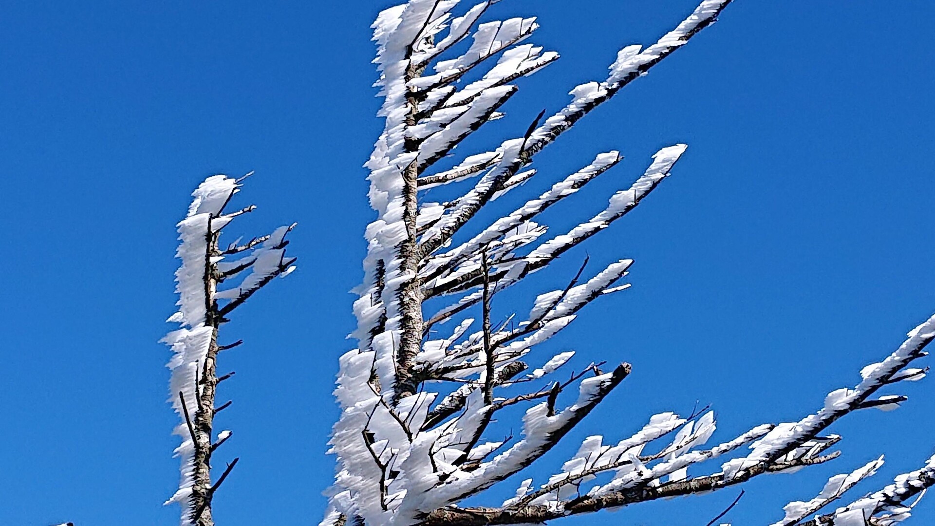 ️樹氷 ️弥山→八経ヶ岳 / mune-Zさんの八経ヶ岳の活動データ | YAMAP / ヤマップ