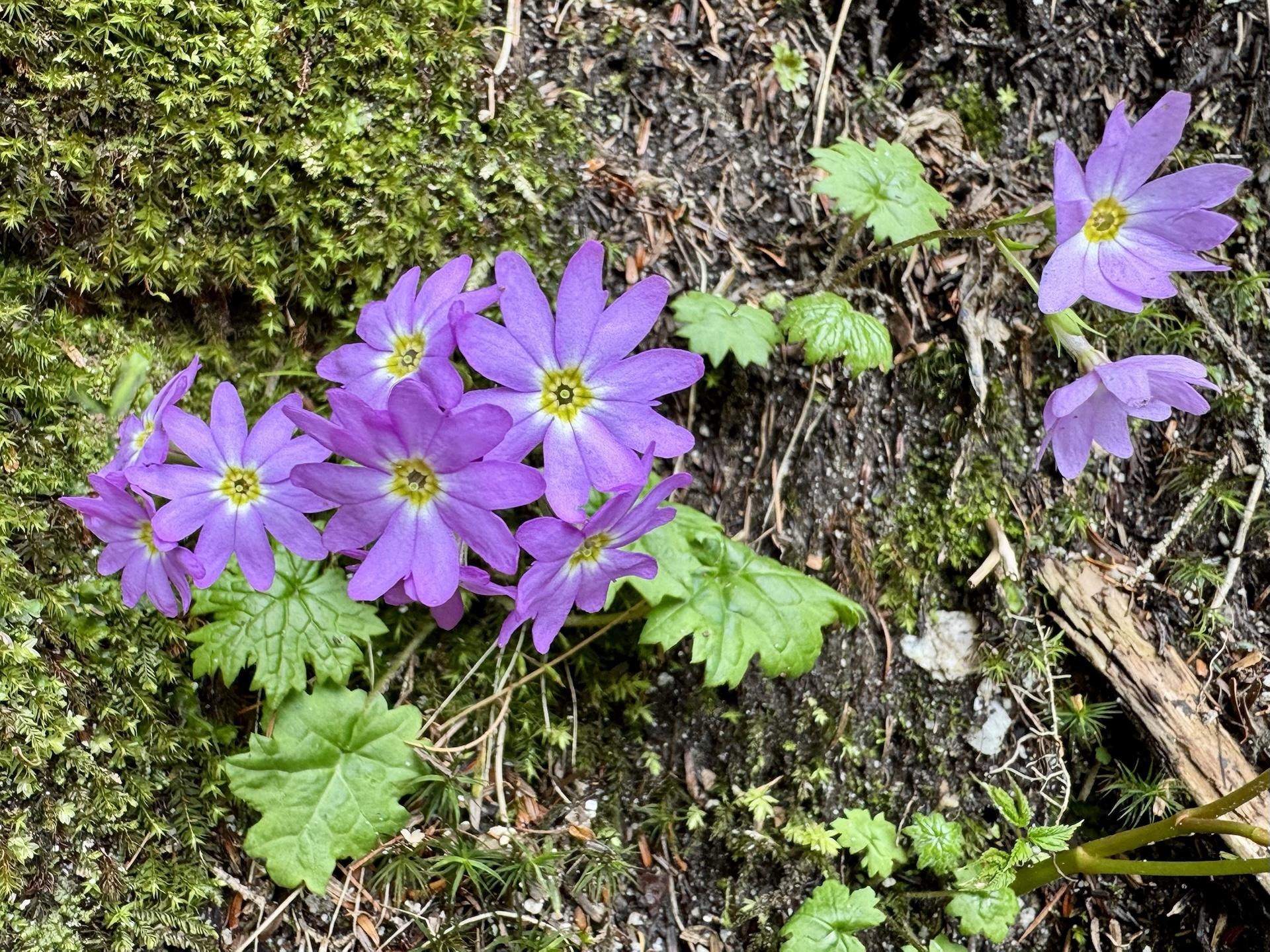 甲斐駒ヶ岳 黒戸尾根往復 / Bobさんの甲斐駒ヶ岳・日向山の活動データ | YAMAP / ヤマップ
