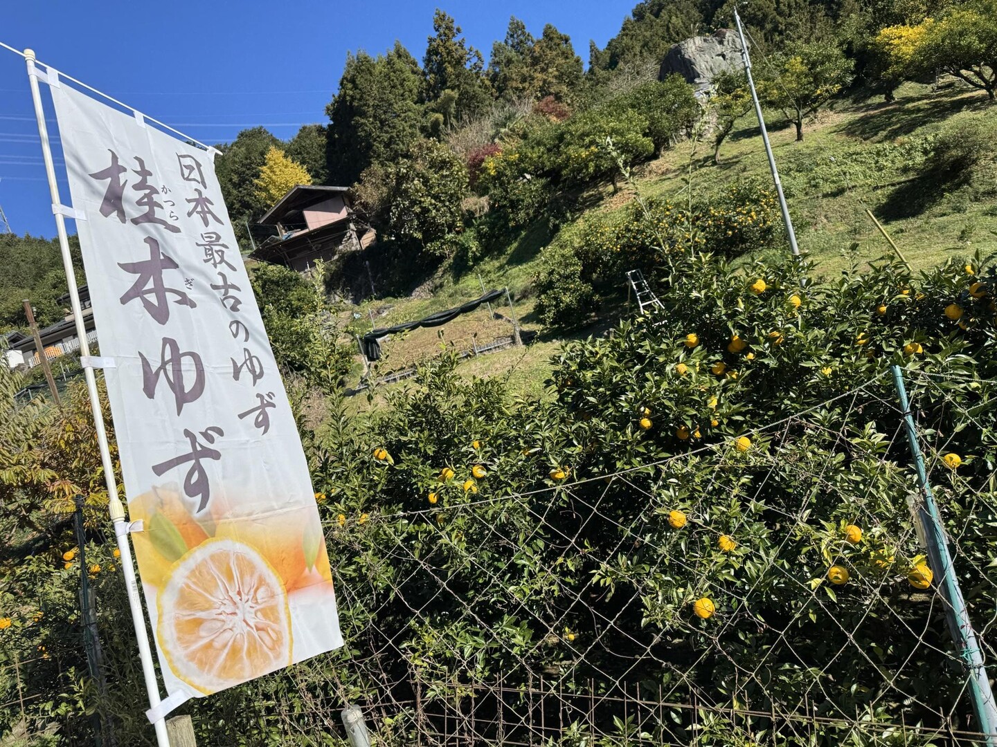道がない谷ツ山・向山・高サキ山・大平山（長瀬山）・大谷ッ山 / genchさんの天覧山・多峯主山・天覚山の活動日記 | YAMAP / ヤマップ