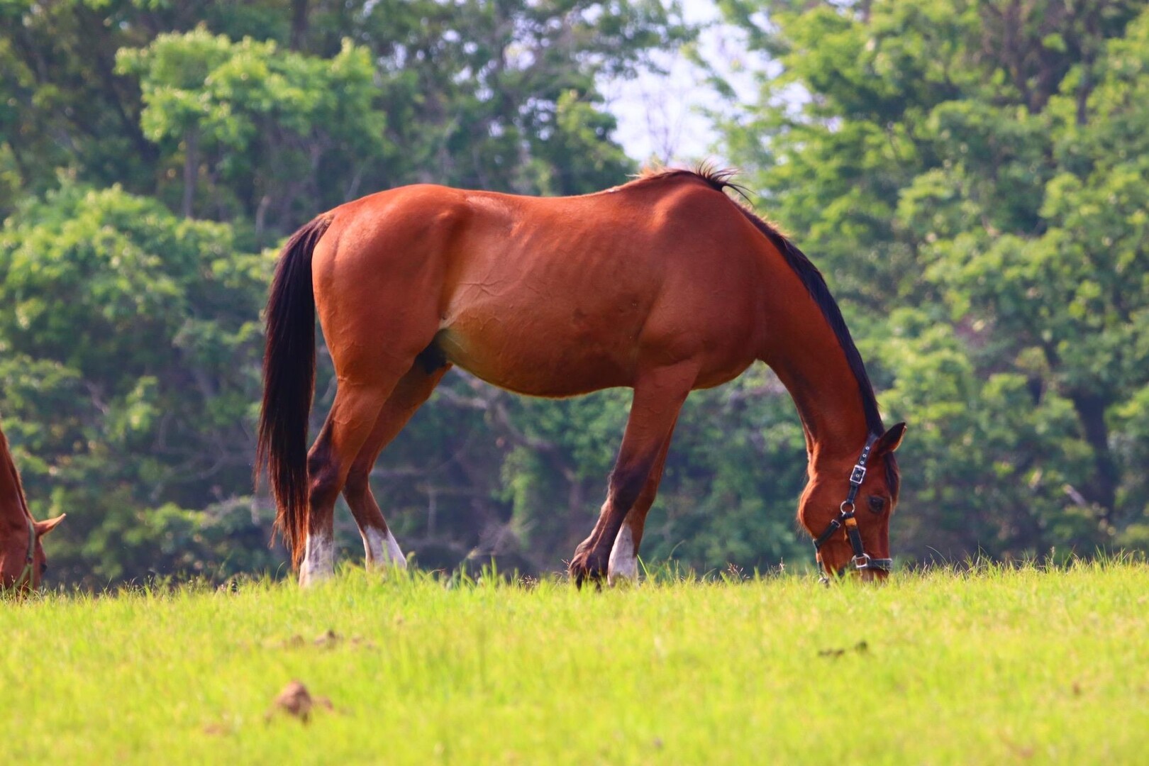 牧場の🫏 久しぶりに馬🐴さんに会... / hideさんのモーメント | YAMAP / ヤマップ