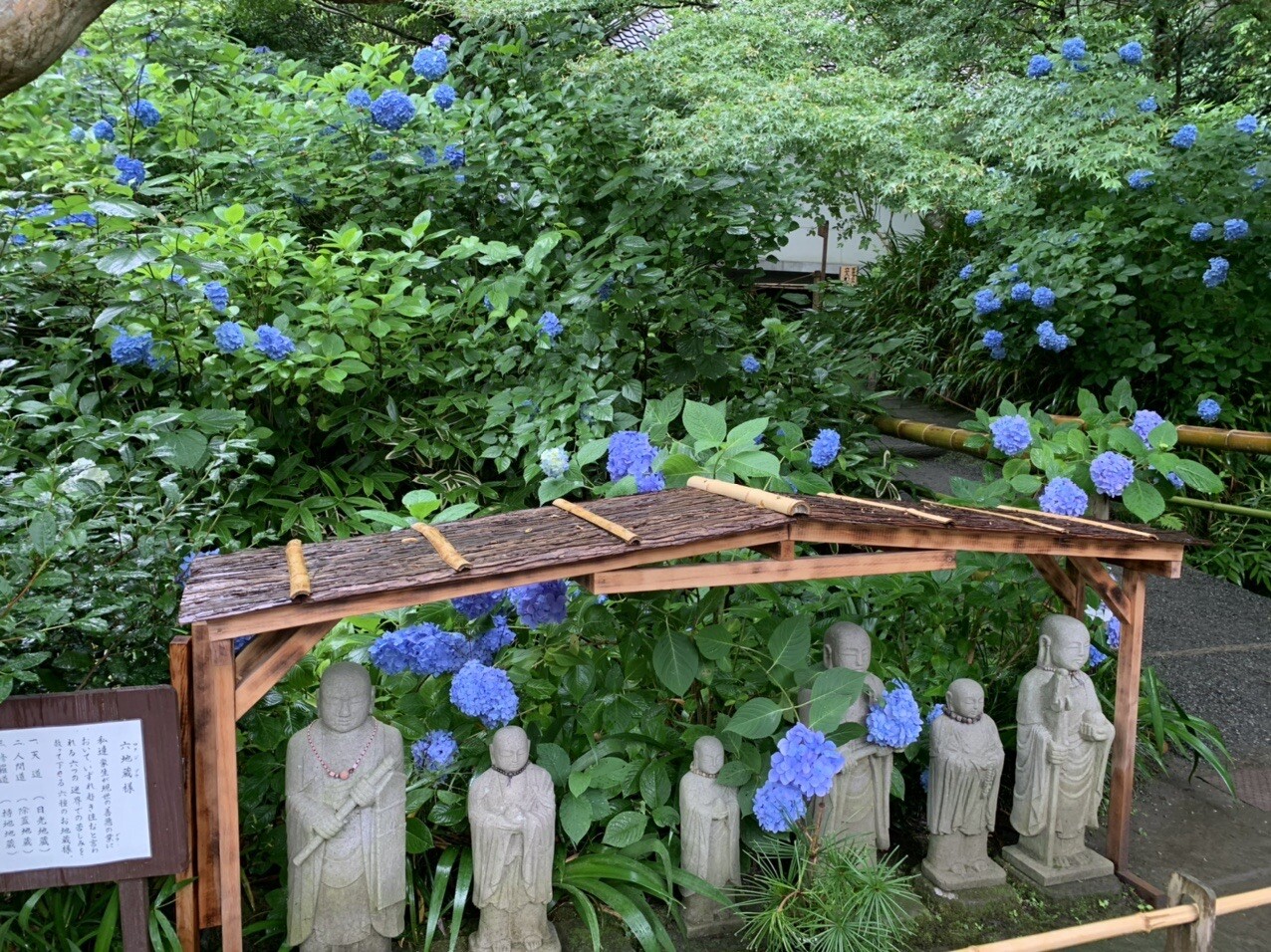 あじさい寺😌 先日、北鎌倉にある明月院... / koronさんのモーメント | YAMAP / ヤマップ