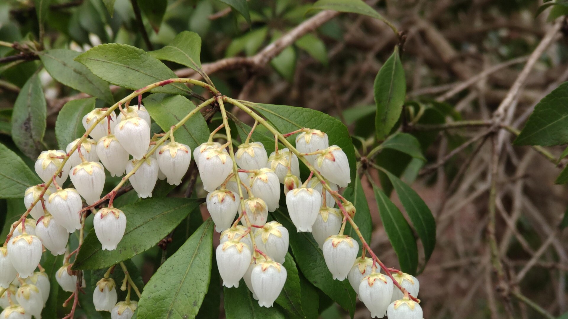 愛宕･地蔵山 / ss43mさんの愛宕山・三頭山・朝日峯の活動データ | YAMAP / ヤマップ