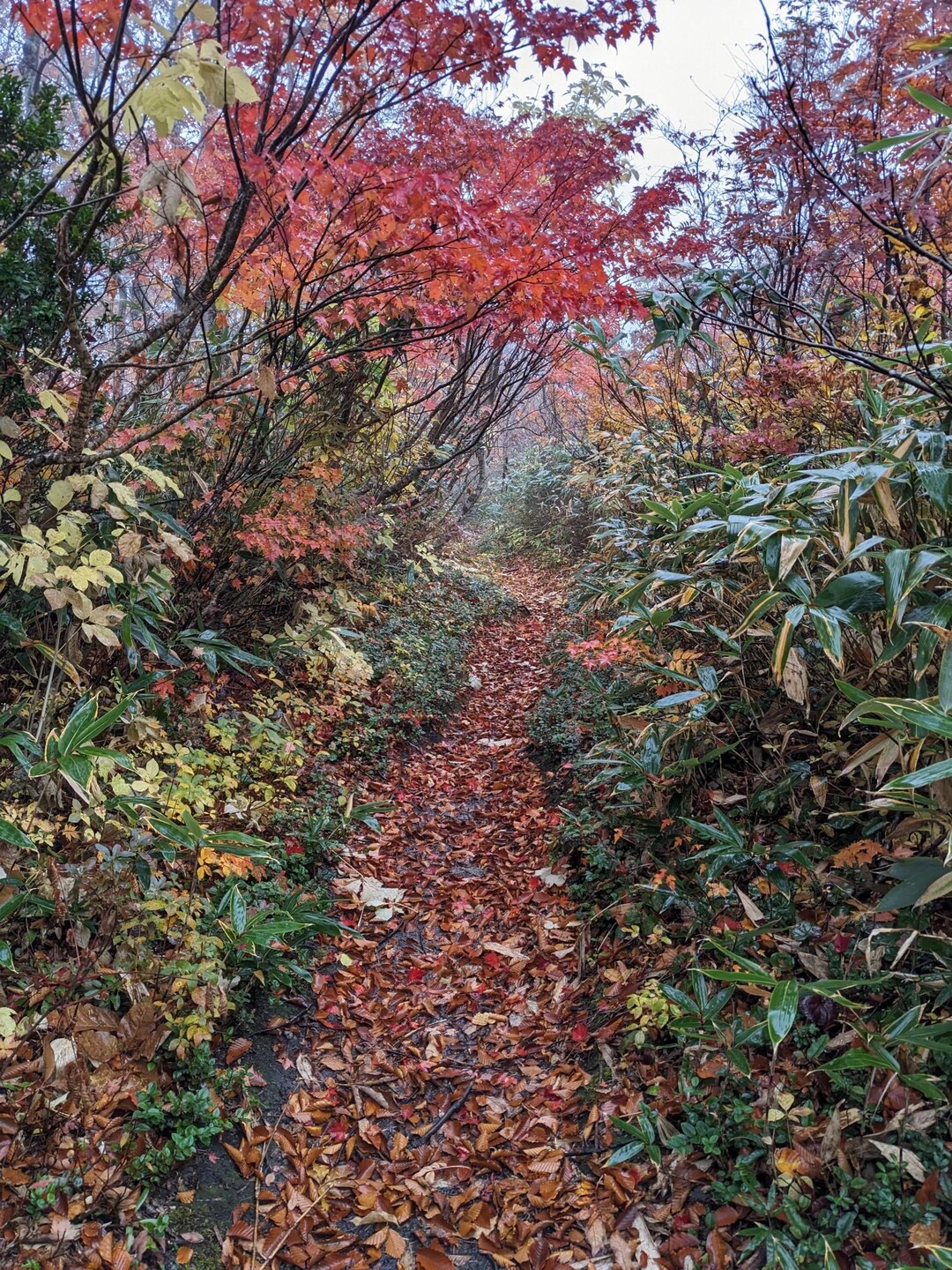 片折岳・前金剛・中金剛 / gym 2さんの立山・雄山・浄土山の活動データ | YAMAP / ヤマップ