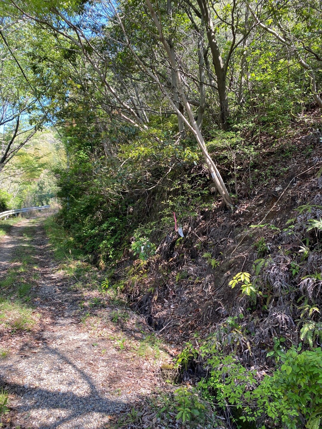 Chayaさんの投稿したフィールドメモ | YAMAP / ヤマップ