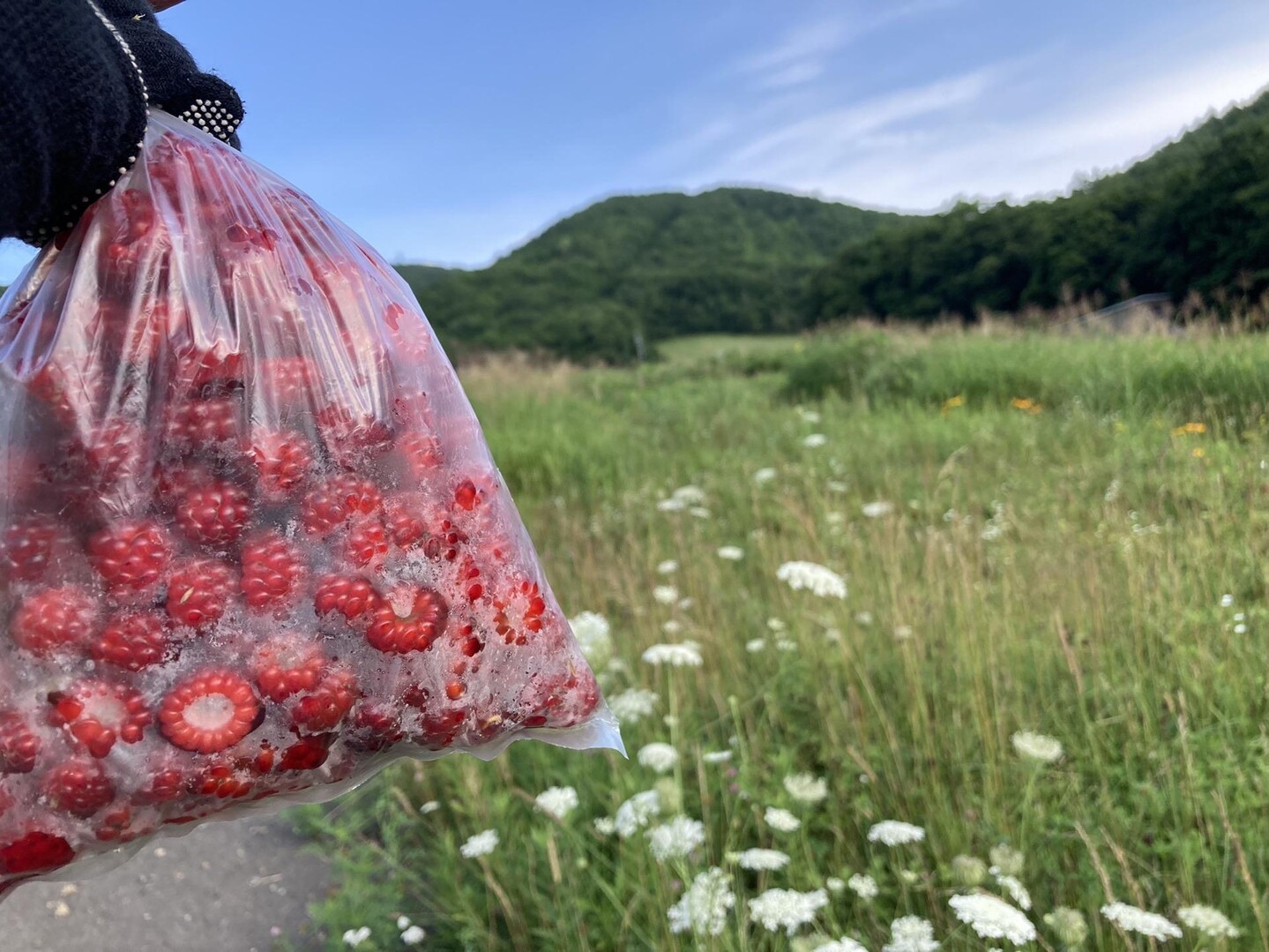 朝活藻岩山。。ナワシロイチゴ🍓 / 2525bbさんの藻岩山の活動データ | YAMAP / ヤマップ