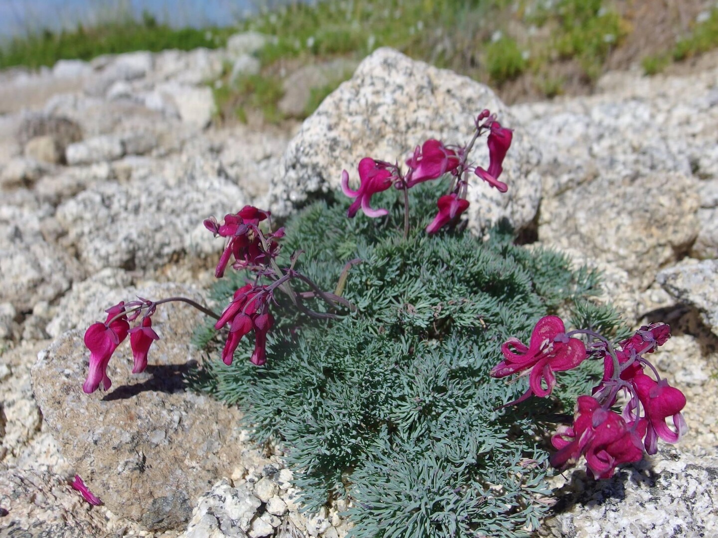 2016年8月7日 母娘登山 花の季節②... / まろんさんのモーメント | YAMAP / ヤマップ