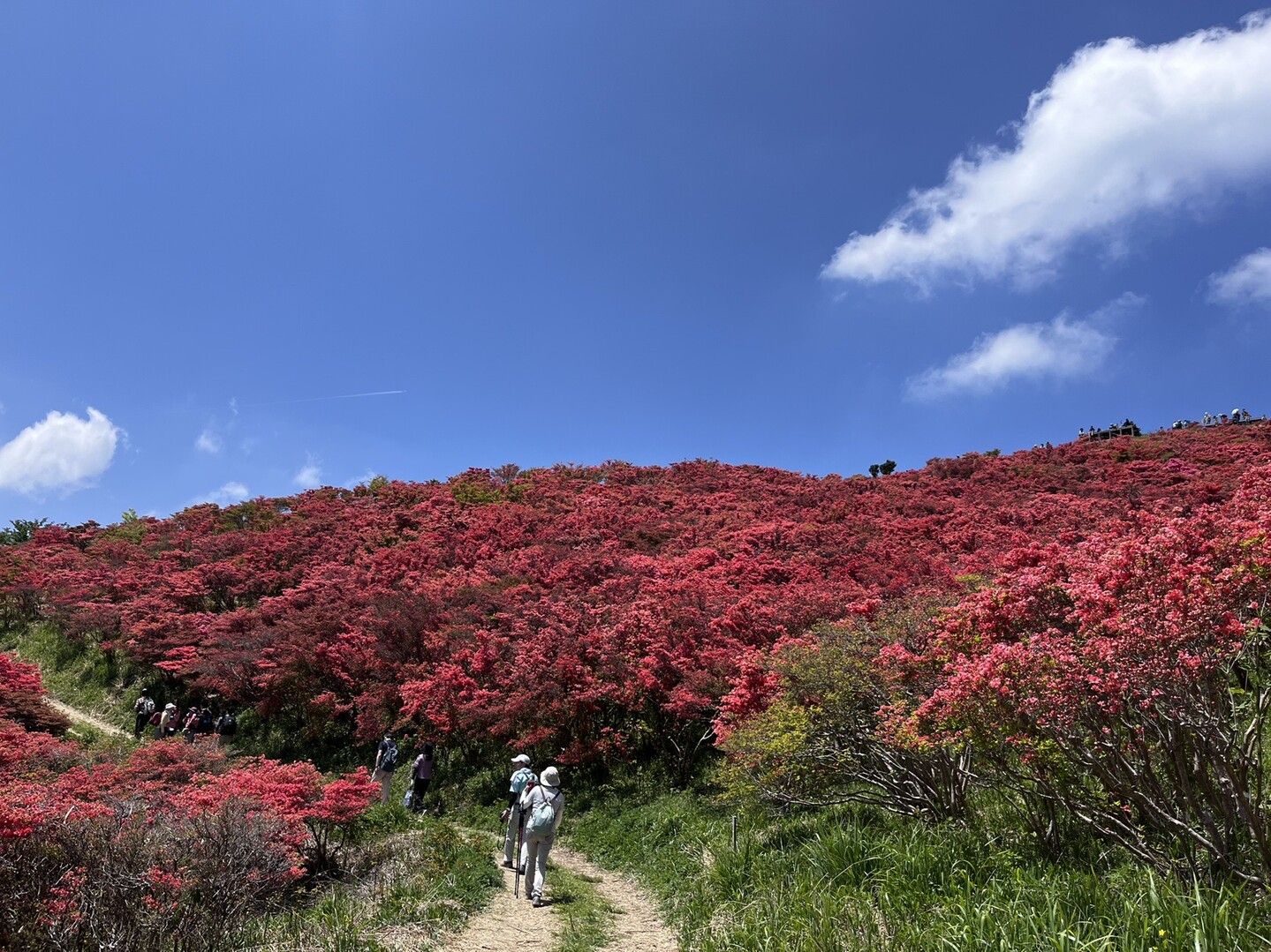 葛城山 / Naoko（おこ)🥾さんの金剛山・二上山・大和葛城山の活動データ | YAMAP / ヤマップ