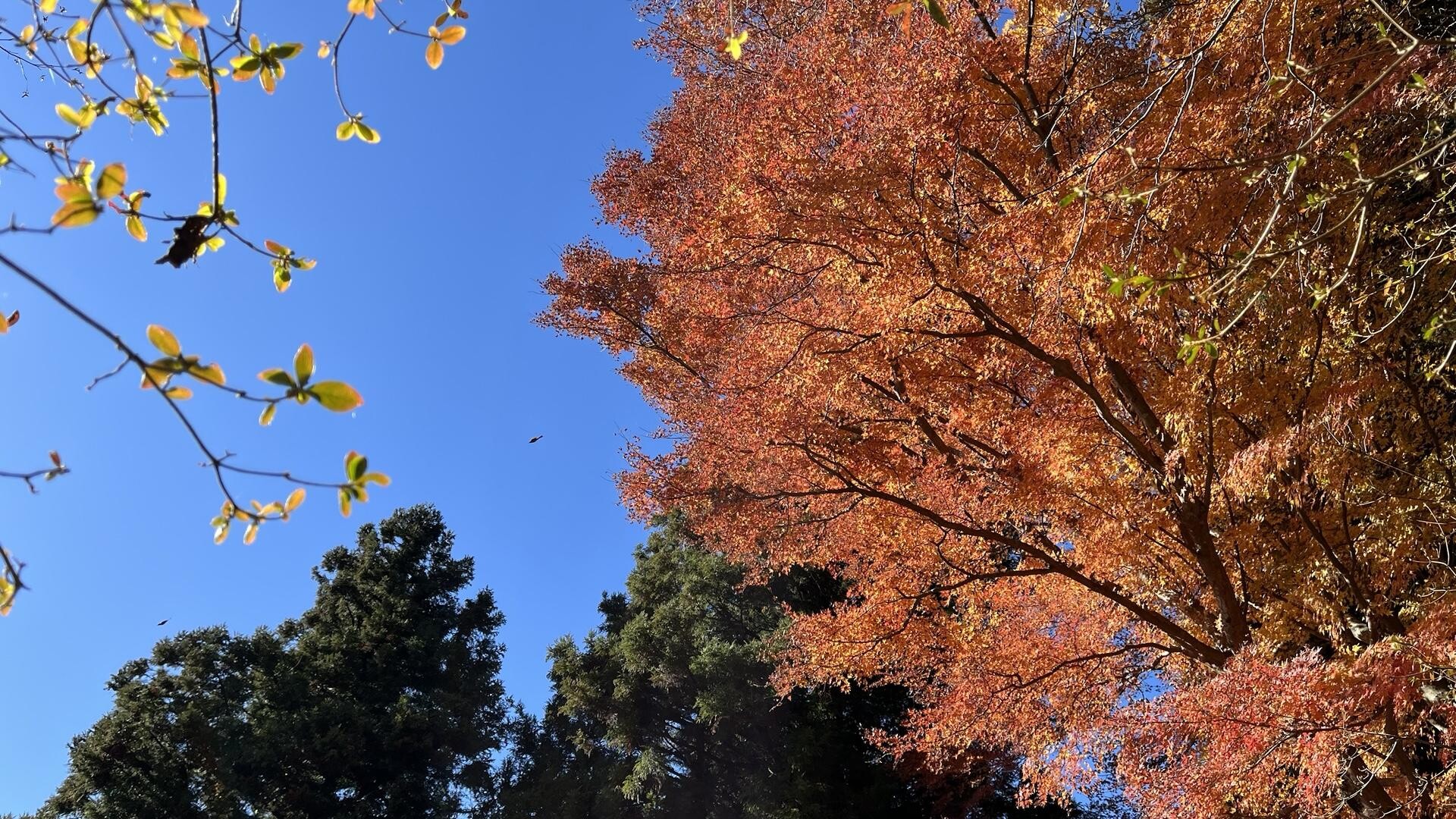 筑波山（イノシシに遭遇） / teiiiineさんの筑波山の活動データ | YAMAP / ヤマップ