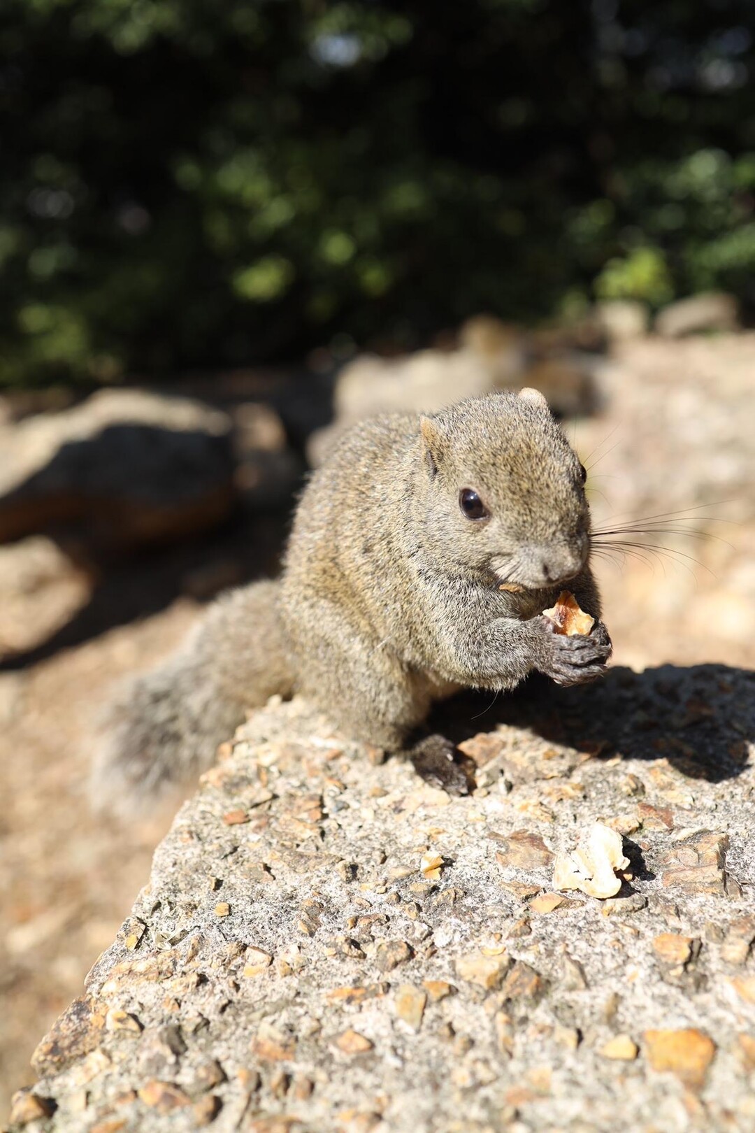 金華山 / Sakuratchさんの金華山・洞山・舟伏山の活動データ | YAMAP / ヤマップ