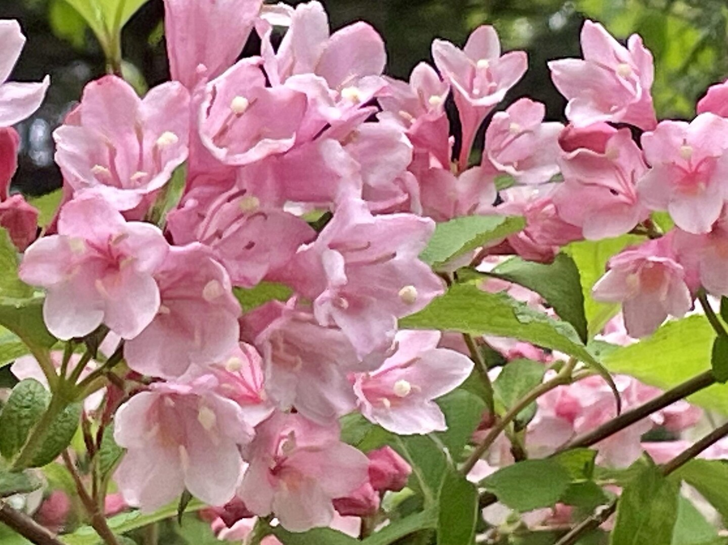 コウノトリ但馬空港への道😊 山へ登らな... / kei.keiさんのモーメント | YAMAP / ヤマップ