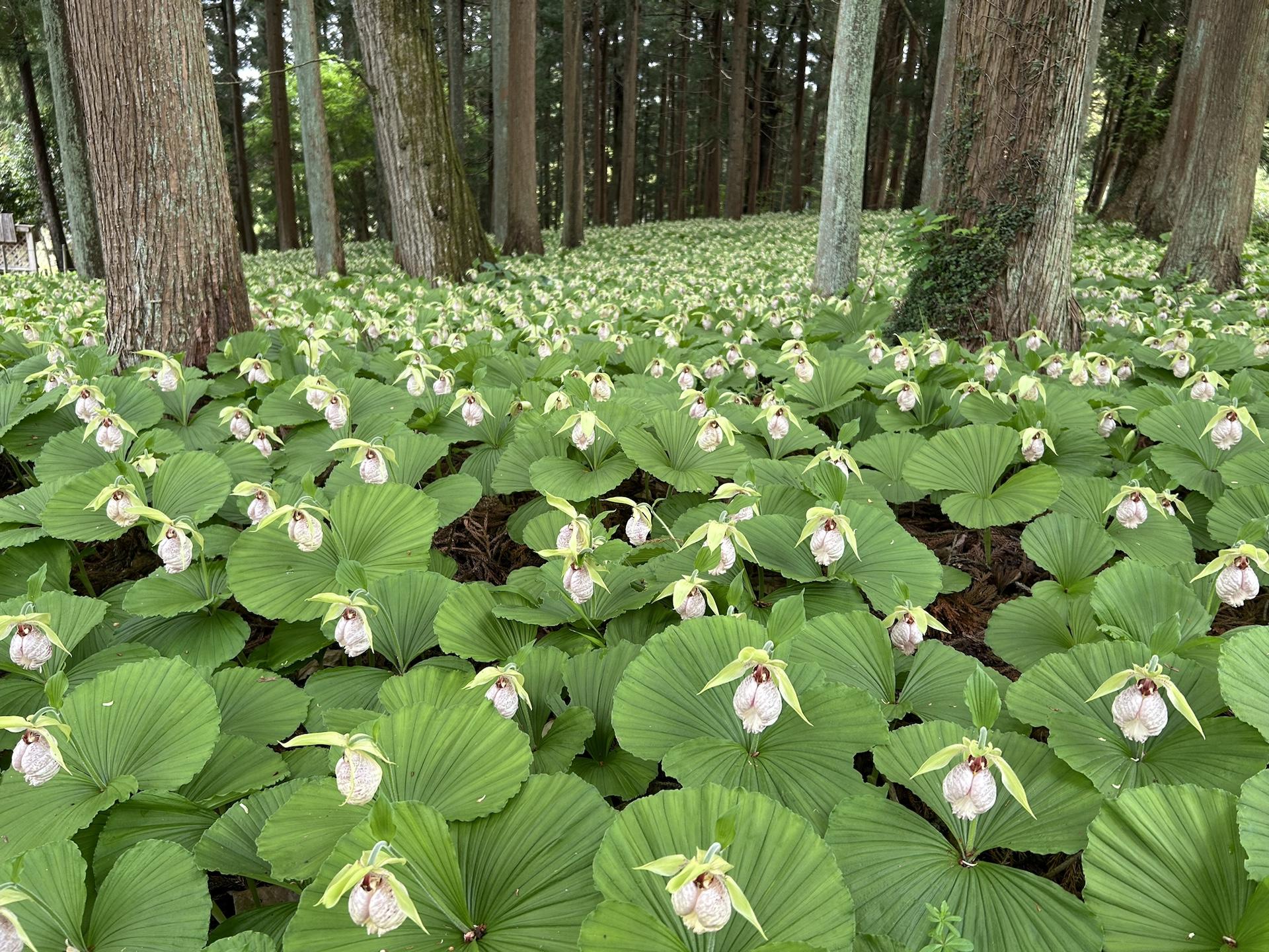 妻の好きな二本松の名目津温泉♨️に行く道... / Tomさんのモーメント | YAMAP / ヤマップ