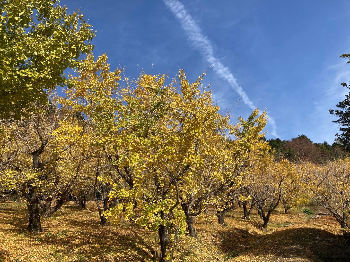向耳納・白金山・明星山 / バブリーズさんの明星山・白金山の活動データ | YAMAP / ヤマップ
