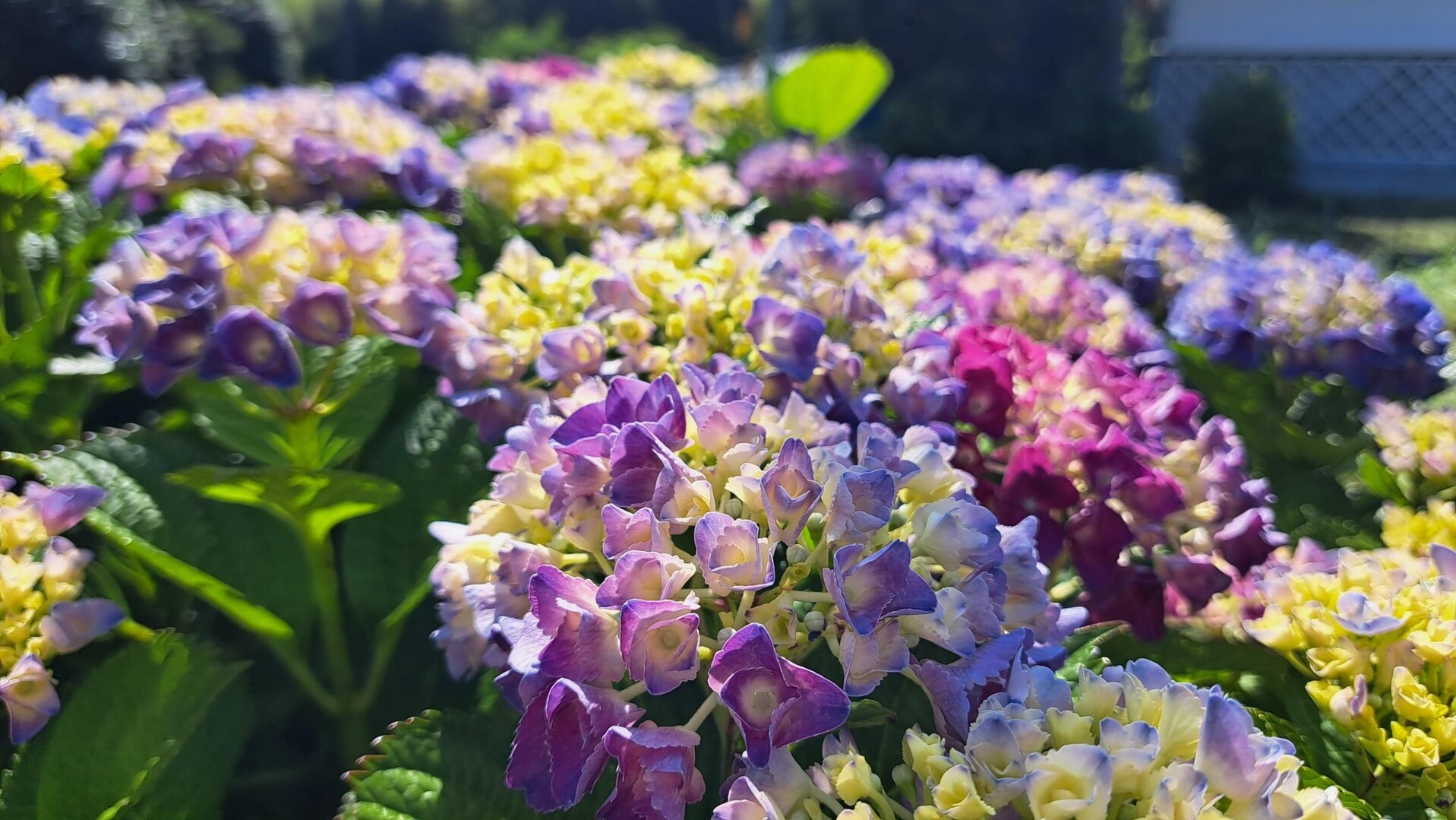 二ッ箭山 / NatuMounさんの二ッ箭山・三森山・猫鳴山の活動データ | YAMAP / ヤマップ