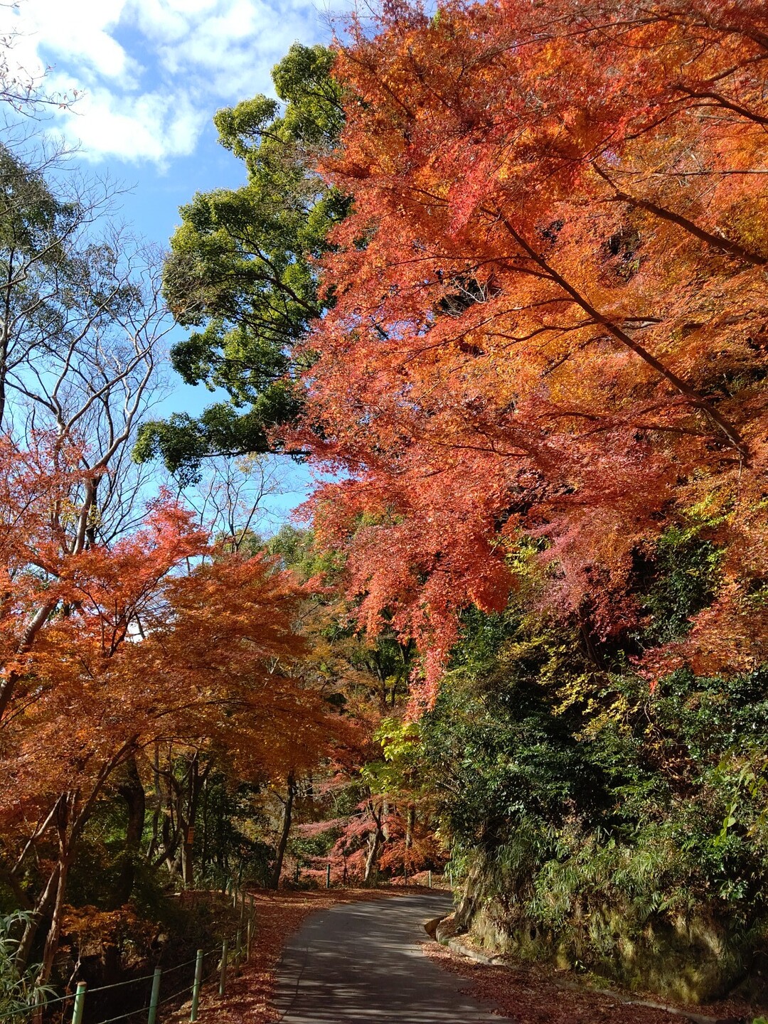 再度東谷・二本松林道・大師道🍁 / shigさんの六甲山・長峰山・摩耶山の活動データ | YAMAP / ヤマップ