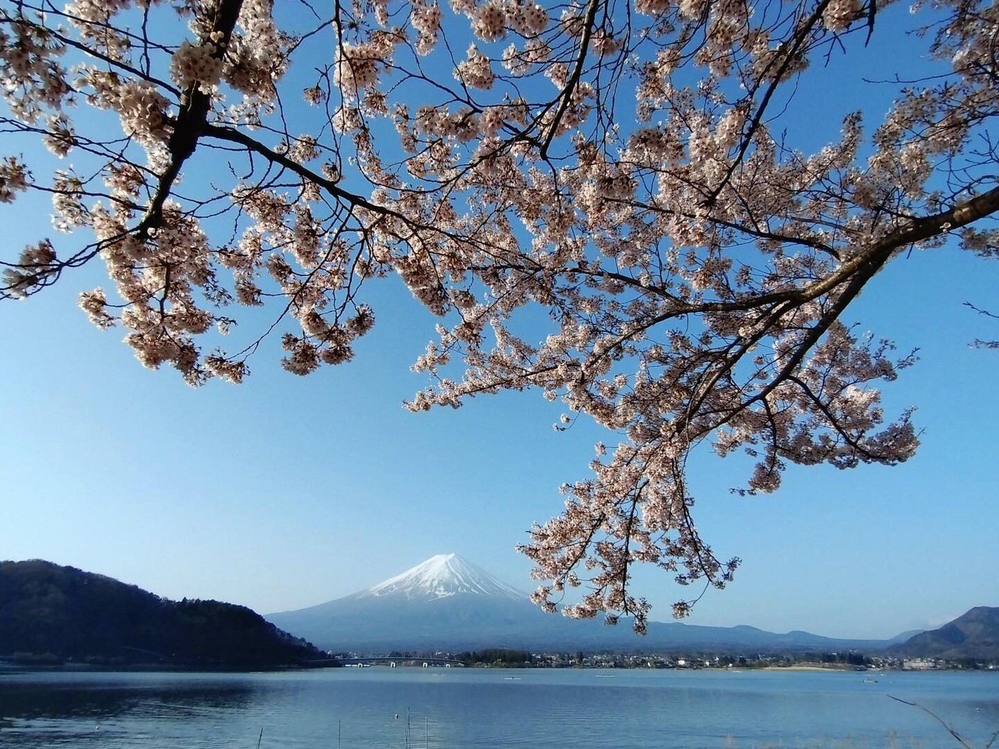 河口湖で桜三昧。 そろそろ山に行きたいん... / kmk-nさんのモーメント | YAMAP / ヤマップ