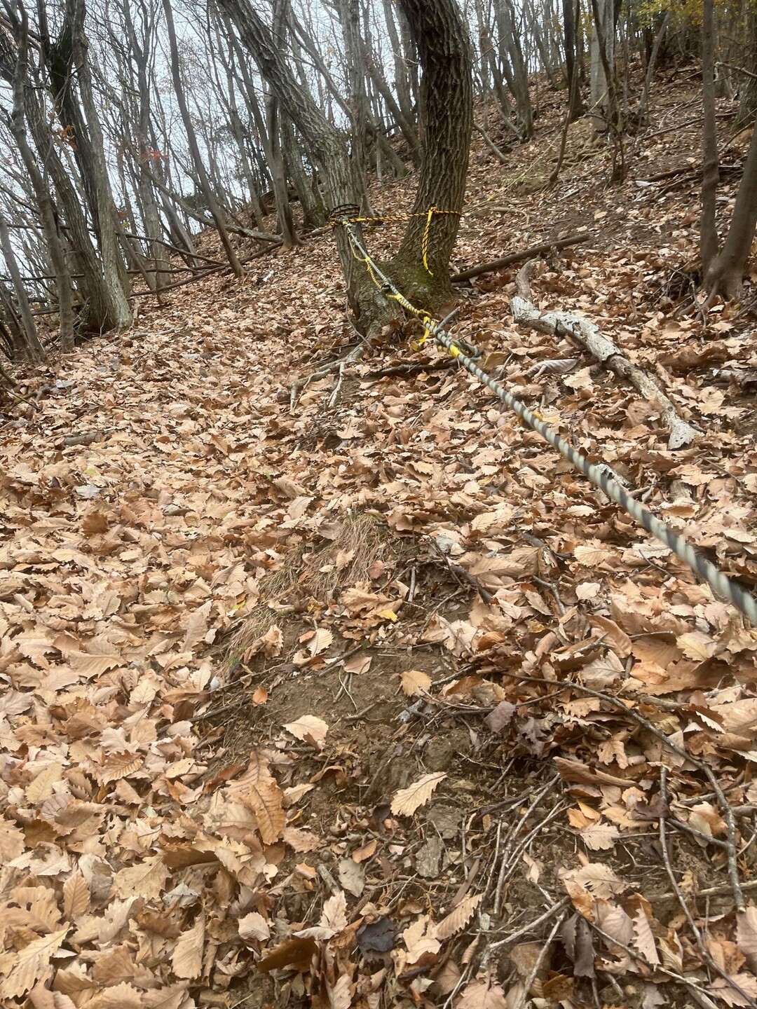 mskふぅさんの投稿したフィールドメモ | YAMAP / ヤマップ