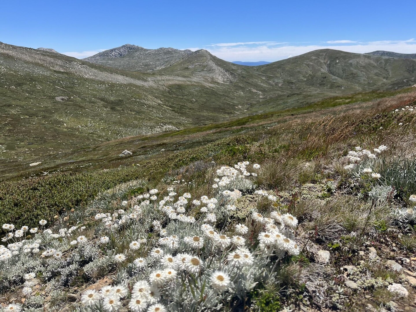 オーストラリア大陸最高峰 Mount Kosciuszko / sakiさんのコジオスコ山の活動データ | YAMAP / ヤマップ