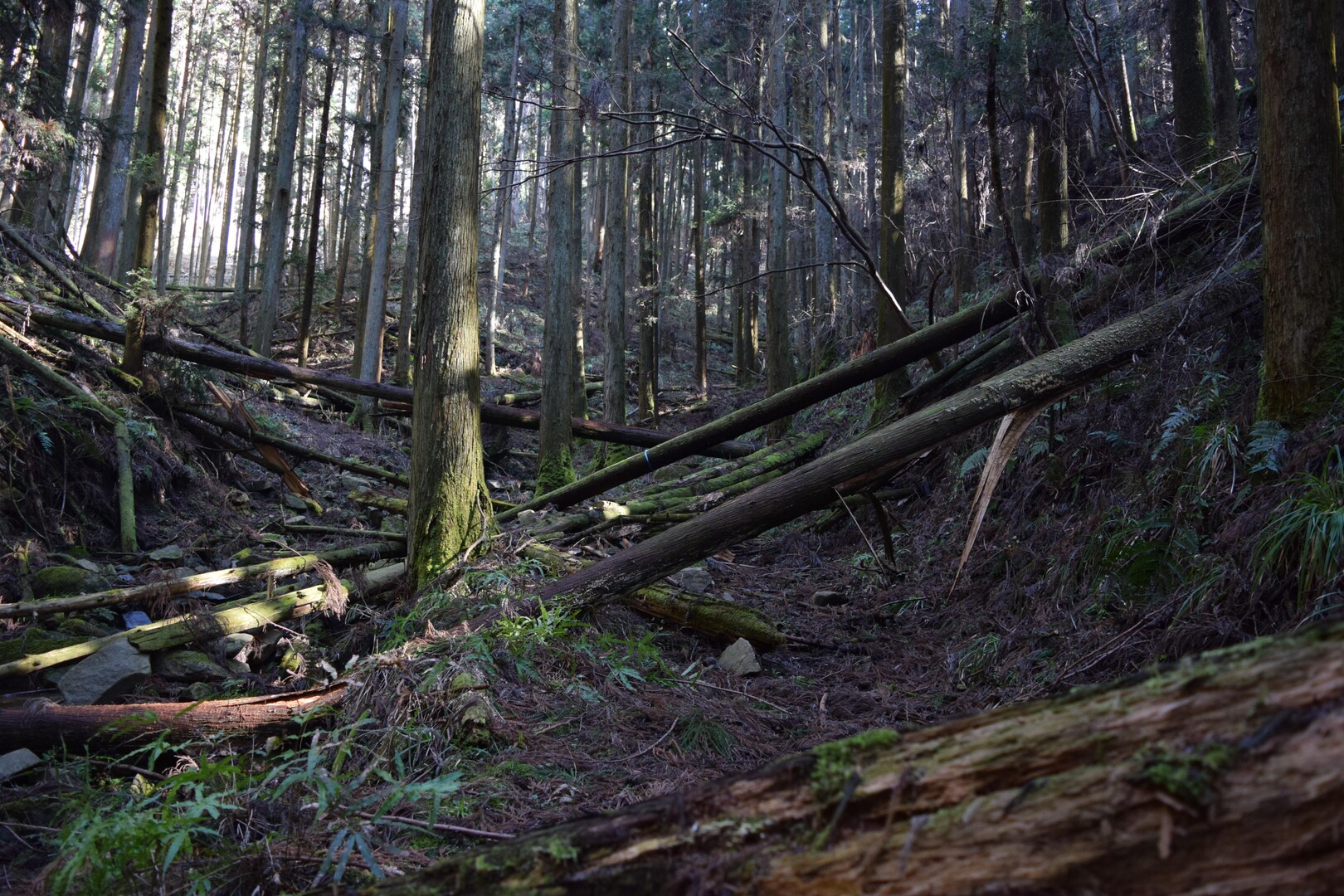 谷倉山 / teru71さんの谷倉山の活動データ | YAMAP / ヤマップ