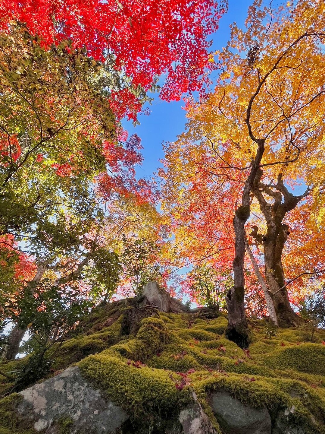 京都トレイル episode ④「秋、染まる嵐山へ」 / kuma925さんの京都一周トレイルの活動日記 | YAMAP / ヤマップ