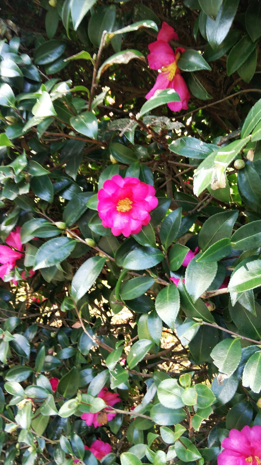 大仙公園・仁徳天皇陵-2021-11-28 / as_himeさんの金剛山・二上山・大和葛城山の活動データ | YAMAP / ヤマップ