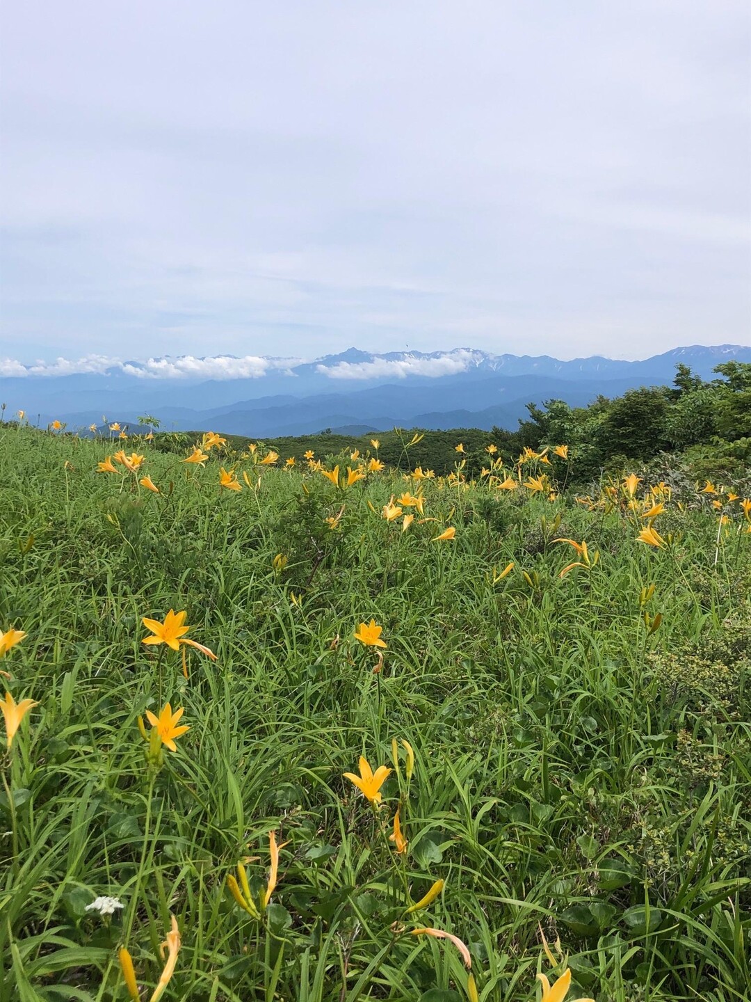白木峰 / nanaさんの白木峰・小白木峰の活動データ | YAMAP / ヤマップ