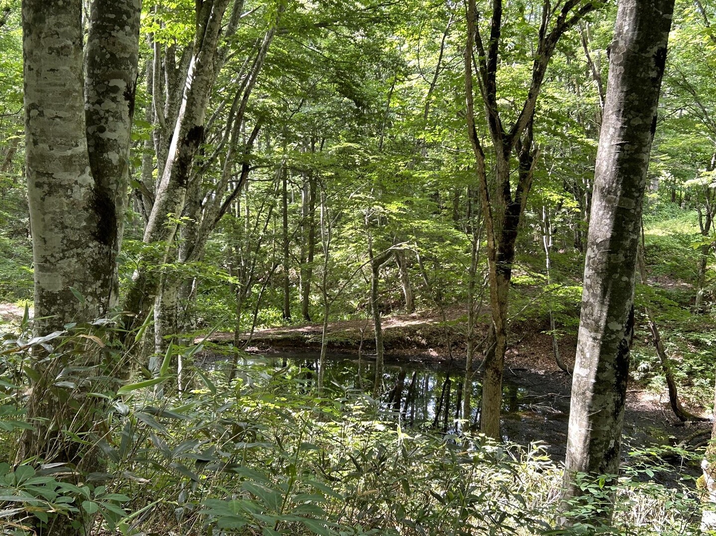 レンゲ沼・中瀬沼探勝路 堂場山どんぐり探勝路散策 / rysykoさんの堂場山の活動データ | YAMAP / ヤマップ