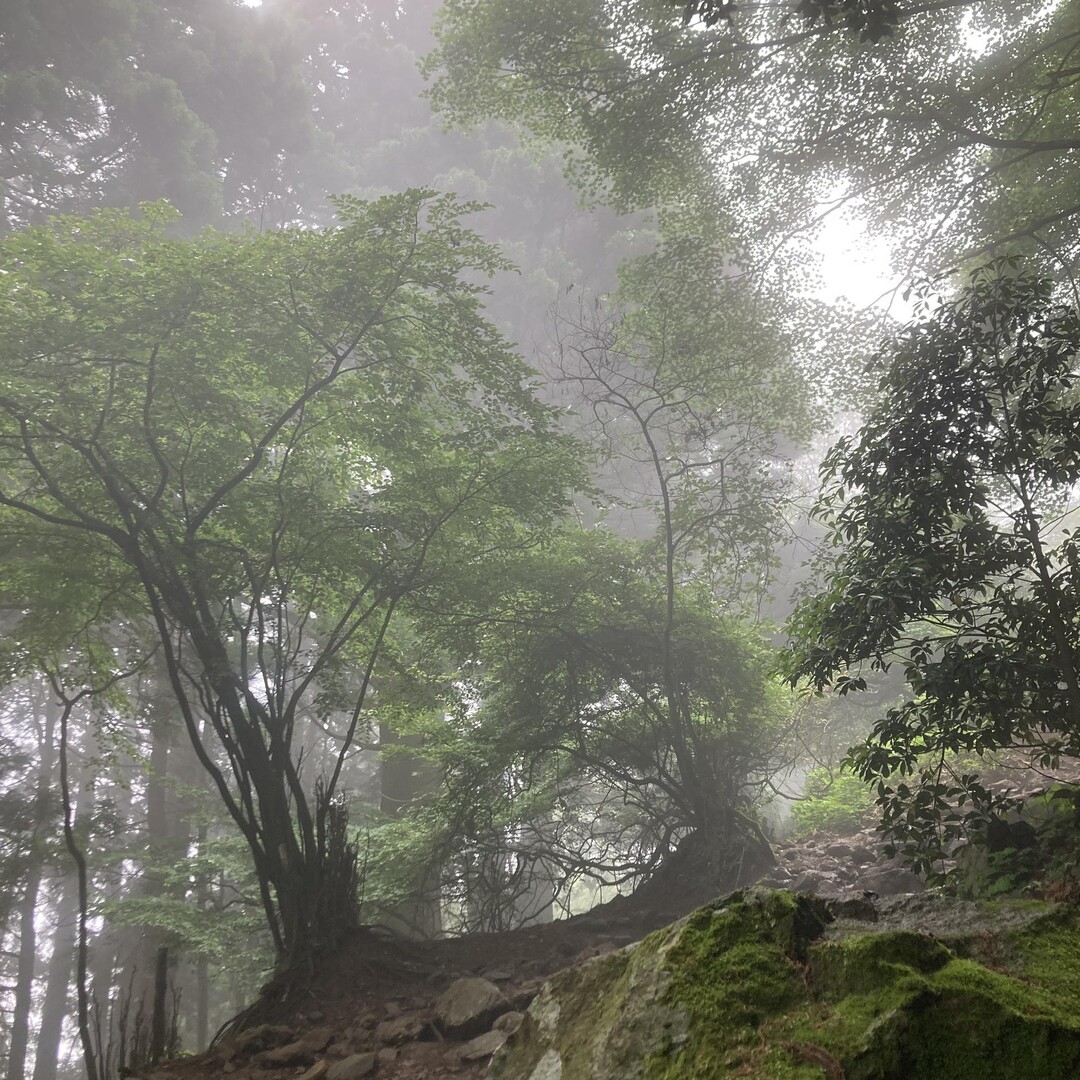 大山 阿夫利神社⇅山頂 / tetoさんの大山の活動データ | YAMAP / ヤマップ