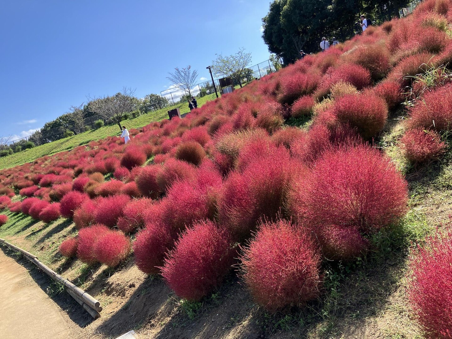 満濃公園（コキア、コスモス） / はぎのさんのモーメント | YAMAP / ヤマップ