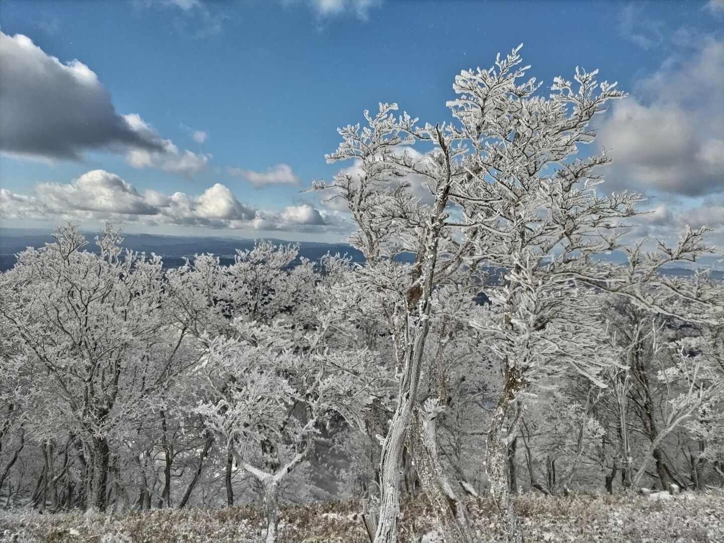 白銀の景色を堪能 ☃️ ️ 水無山・水無山南峰・綿向山・竜王山 周回 / jmさんの綿向山の活動データ | YAMAP / ヤマップ