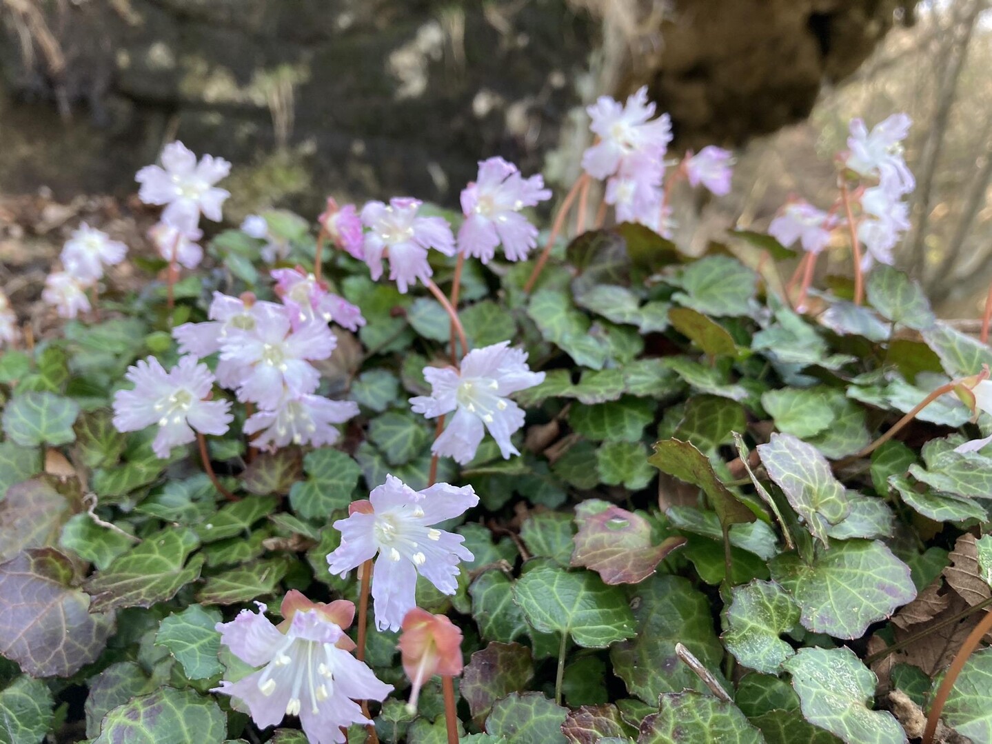 土岳 / JIROさんの土岳・花貫渓谷・竪破山の活動日記 | YAMAP / ヤマップ