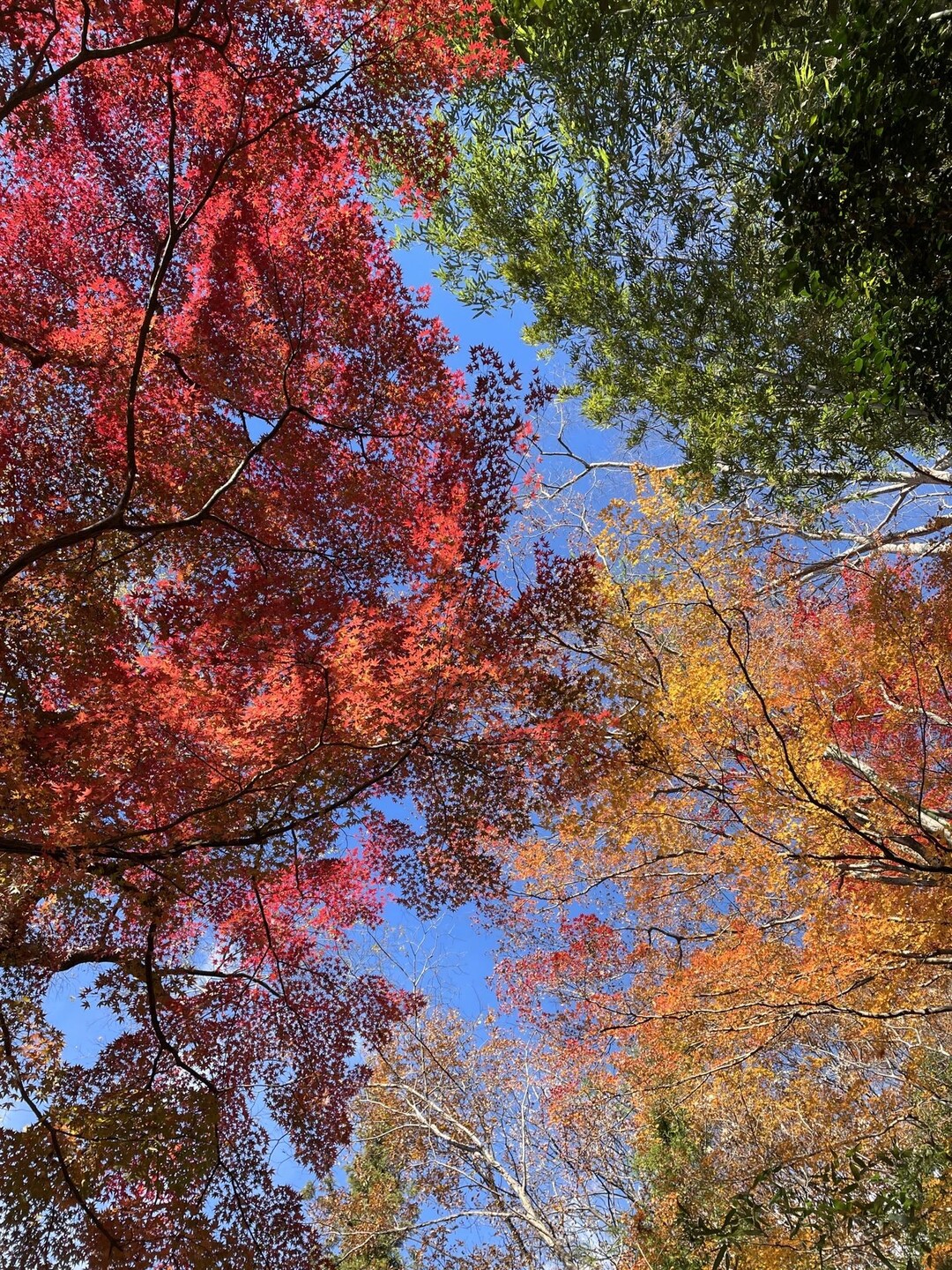 2023.12.17(日) 13:35 / りょうさんのモーメント | YAMAP / ヤマップ