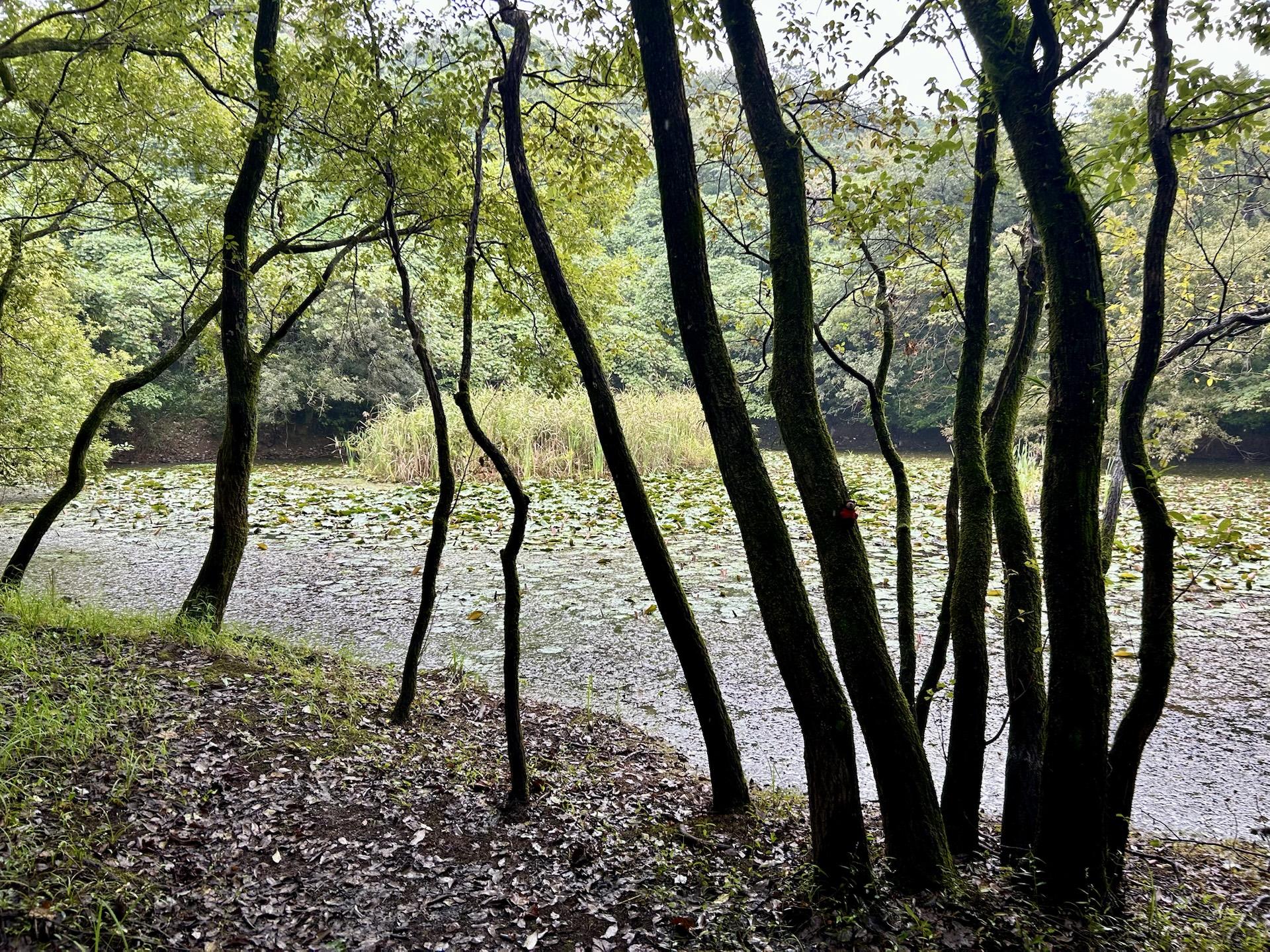 未踏の道を歩いてみよう((´∀`*))高尾山 / datinさんの大分市の活動データ | YAMAP / ヤマップ